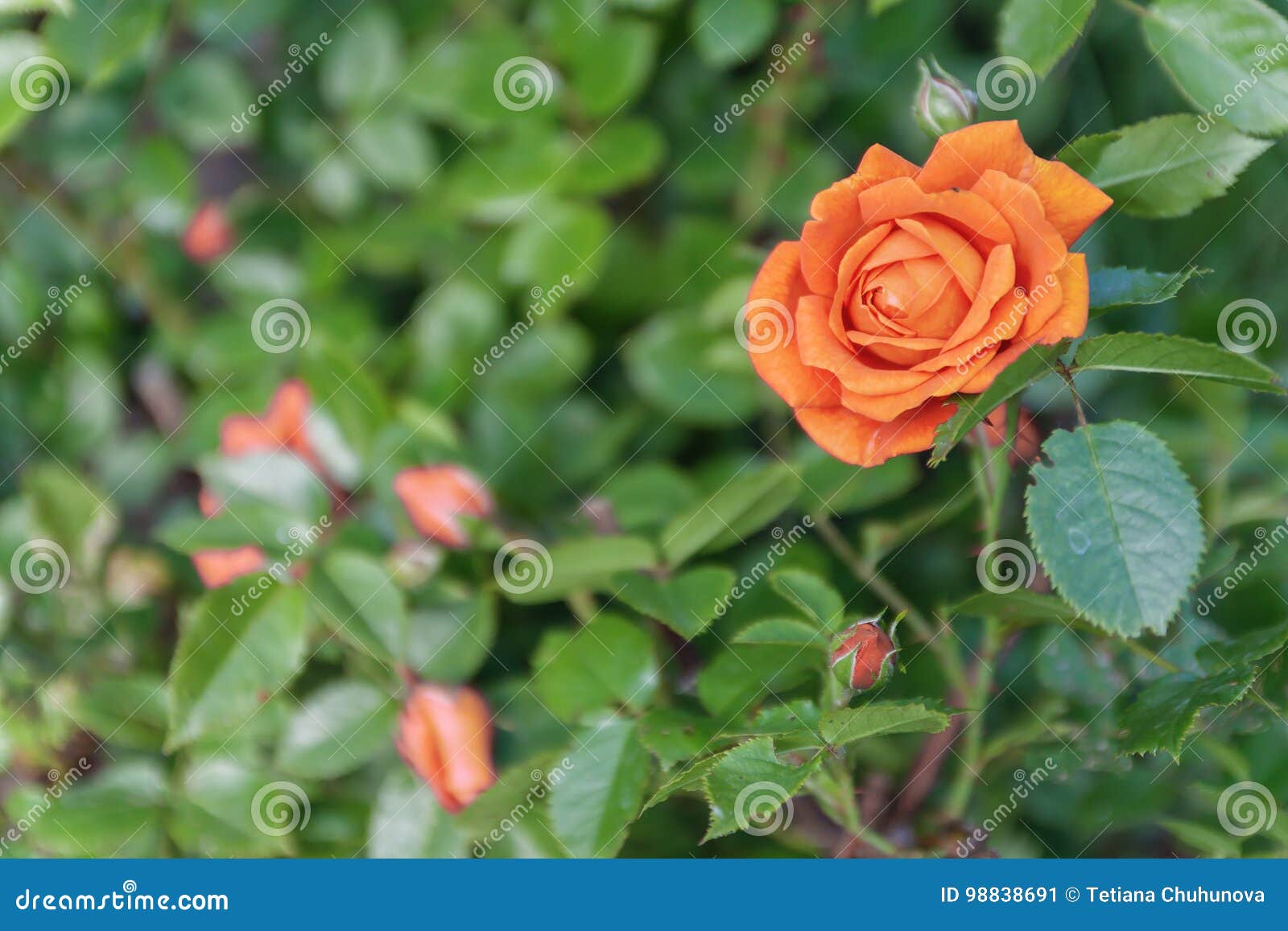 Orange Rose on a Bush, Top View Stock Image - Image of beauty, flora ...