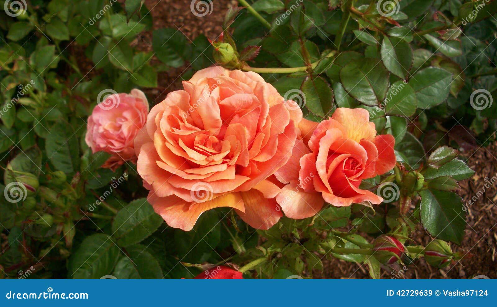 Orange rose clusters stock image. Image of perennial - 42729639