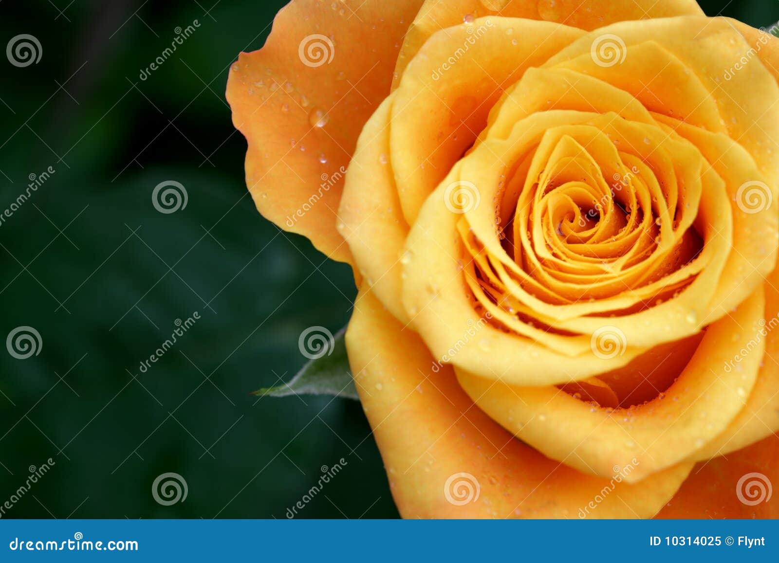 Orange Rose with Copy Space Stock Image - Image of flora, drop: 10314025