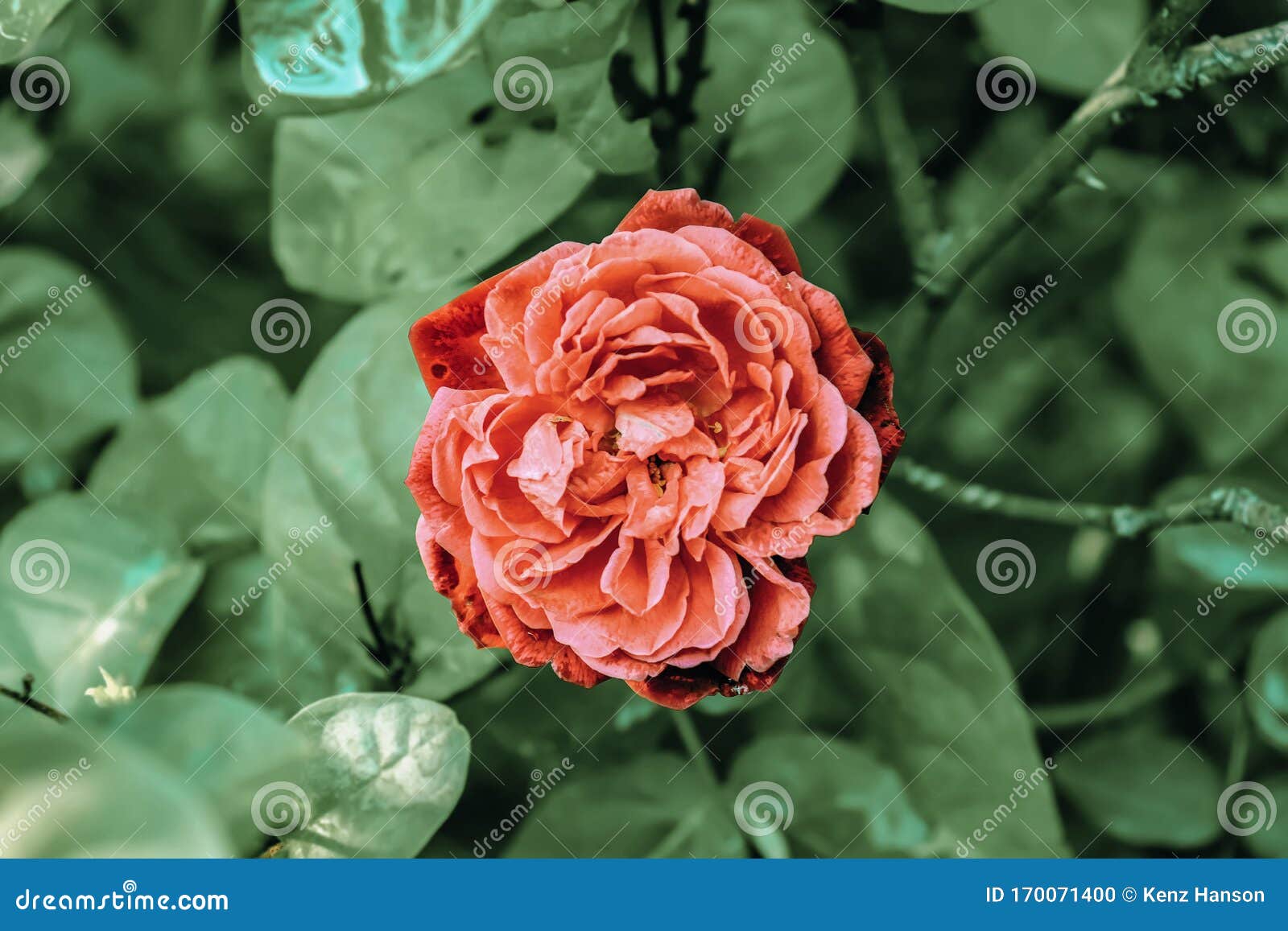 Orange Rose. Crossing Two Types of Roses, Producing Beautiful and ...