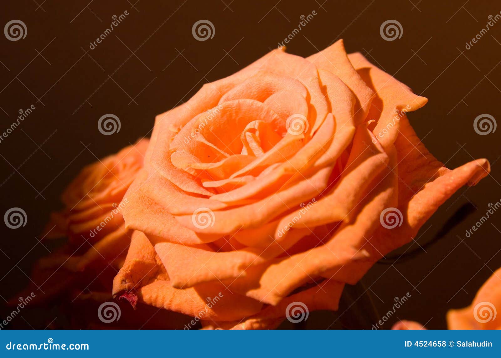 Orange rose flower stock photo. Image of petals, colored - 4524658