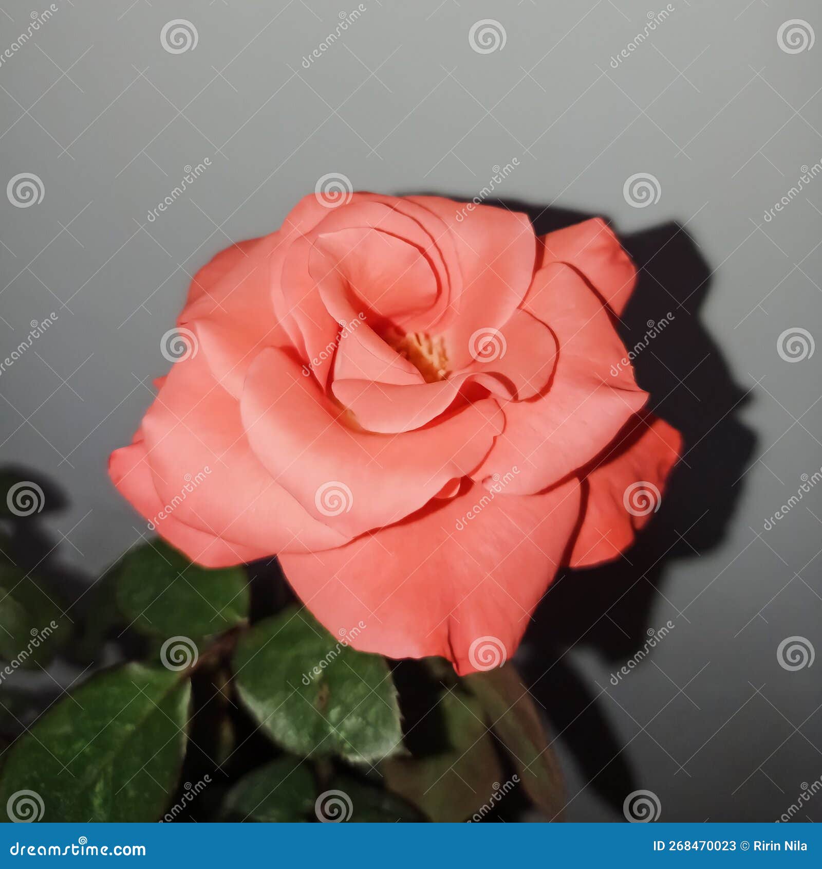 Orange Rose Flower with Big Petals Stock Image - Image of leaf, flower ...