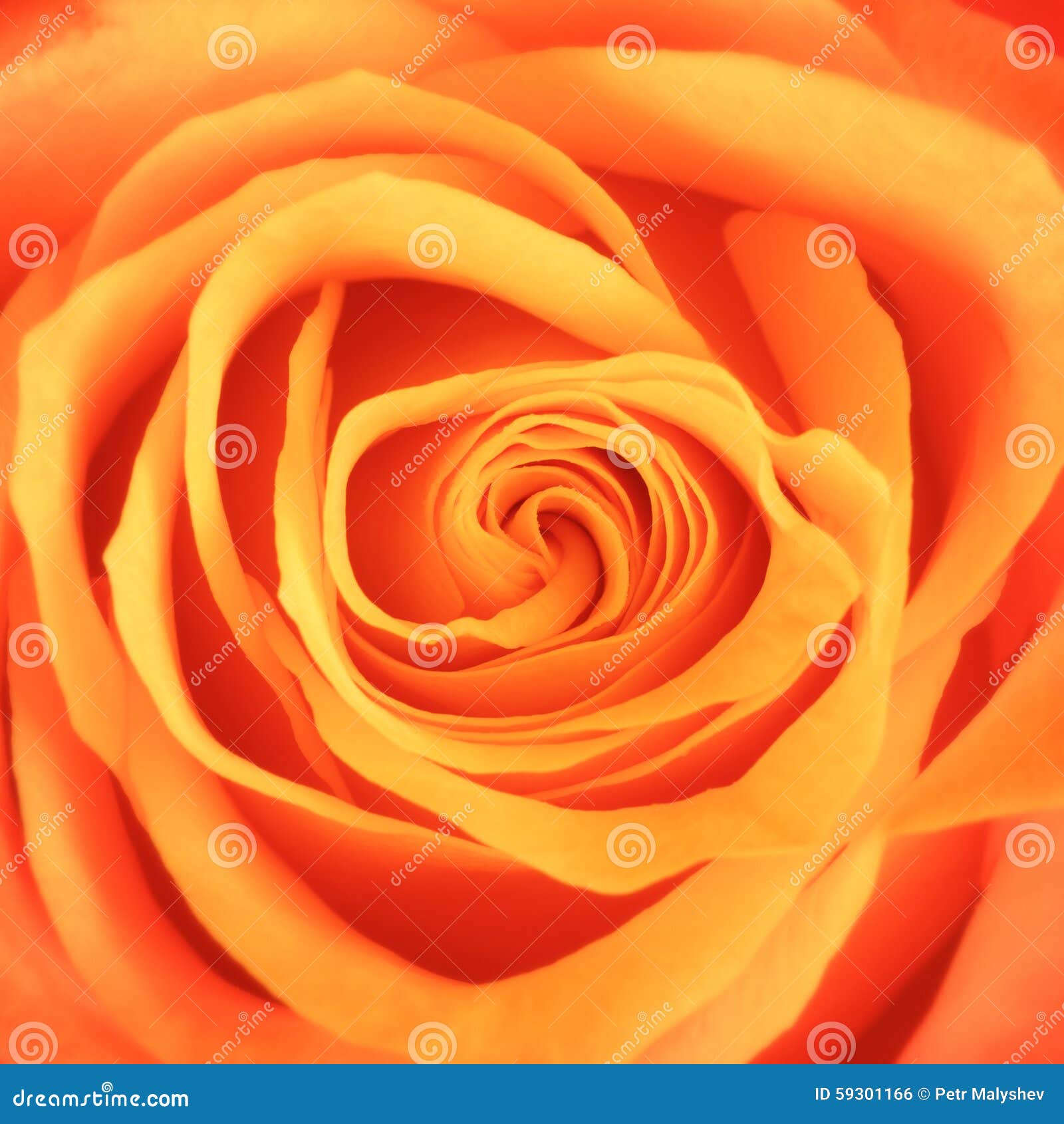 Orange Rose Flower stock photo. Image of natural, blossom - 59301166