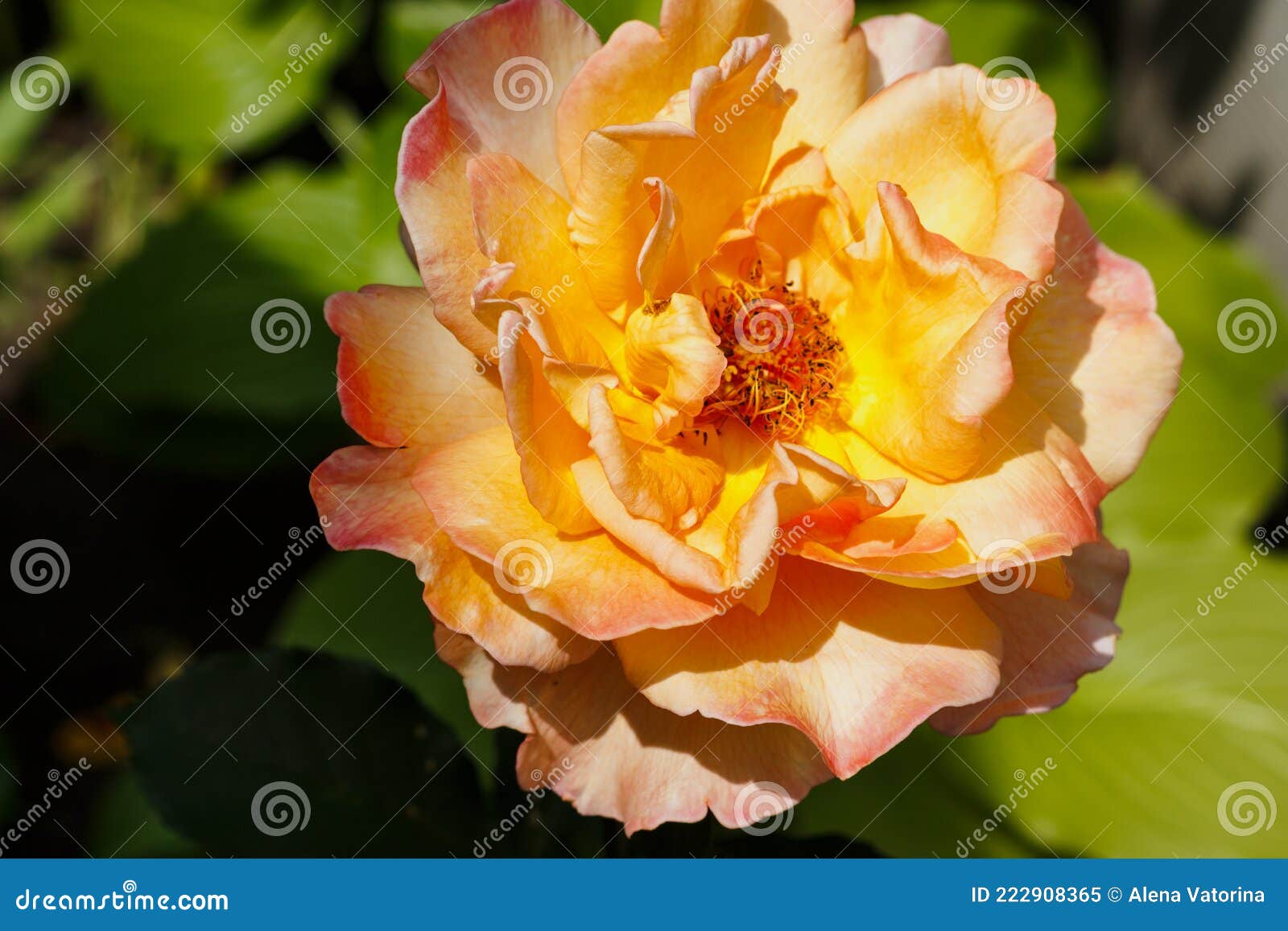 Orange rose in the garden. stock image. Image of nature - 222908365