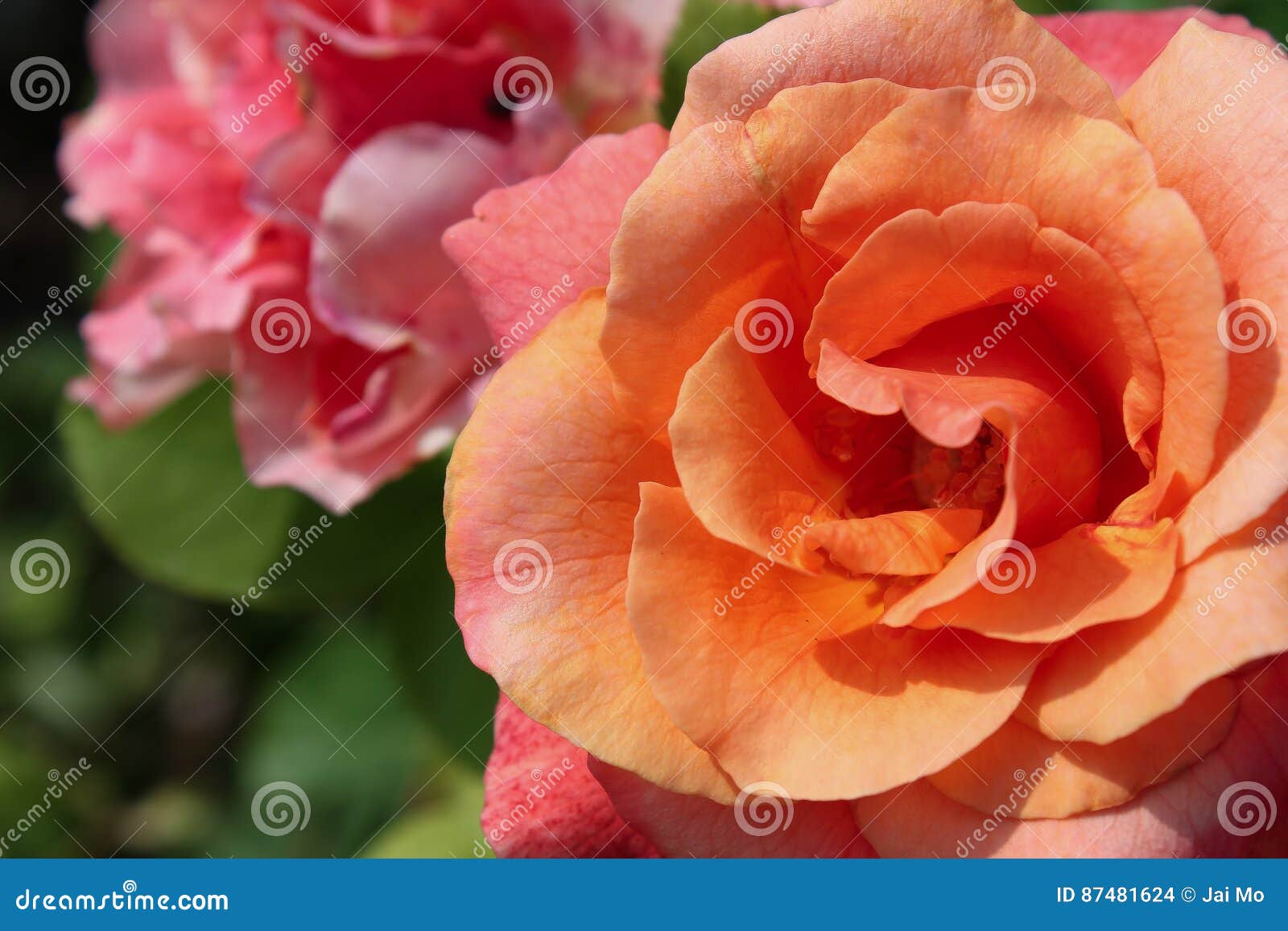 Orange Rose in a Garden stock photo. Image of gentle - 87481624