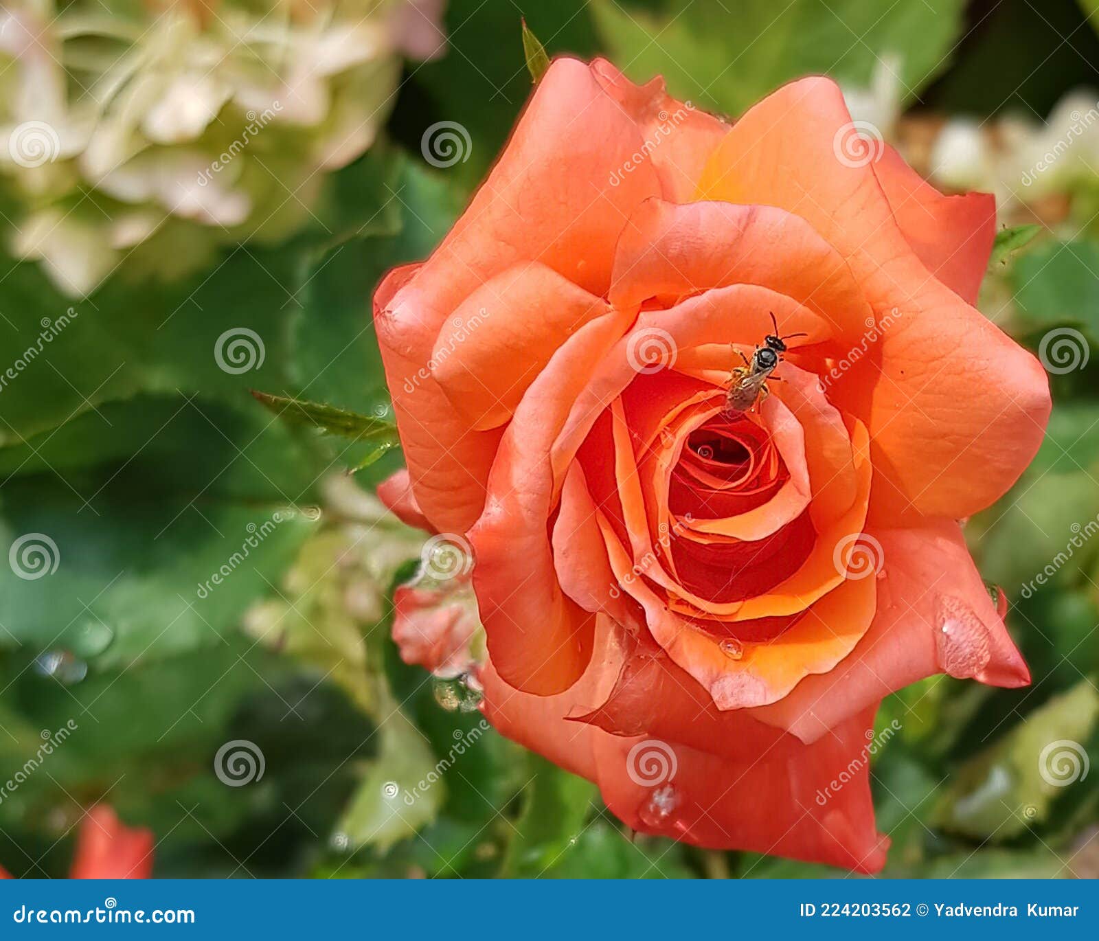 Orange rose with fly on it stock photo. Image of orange - 224203562