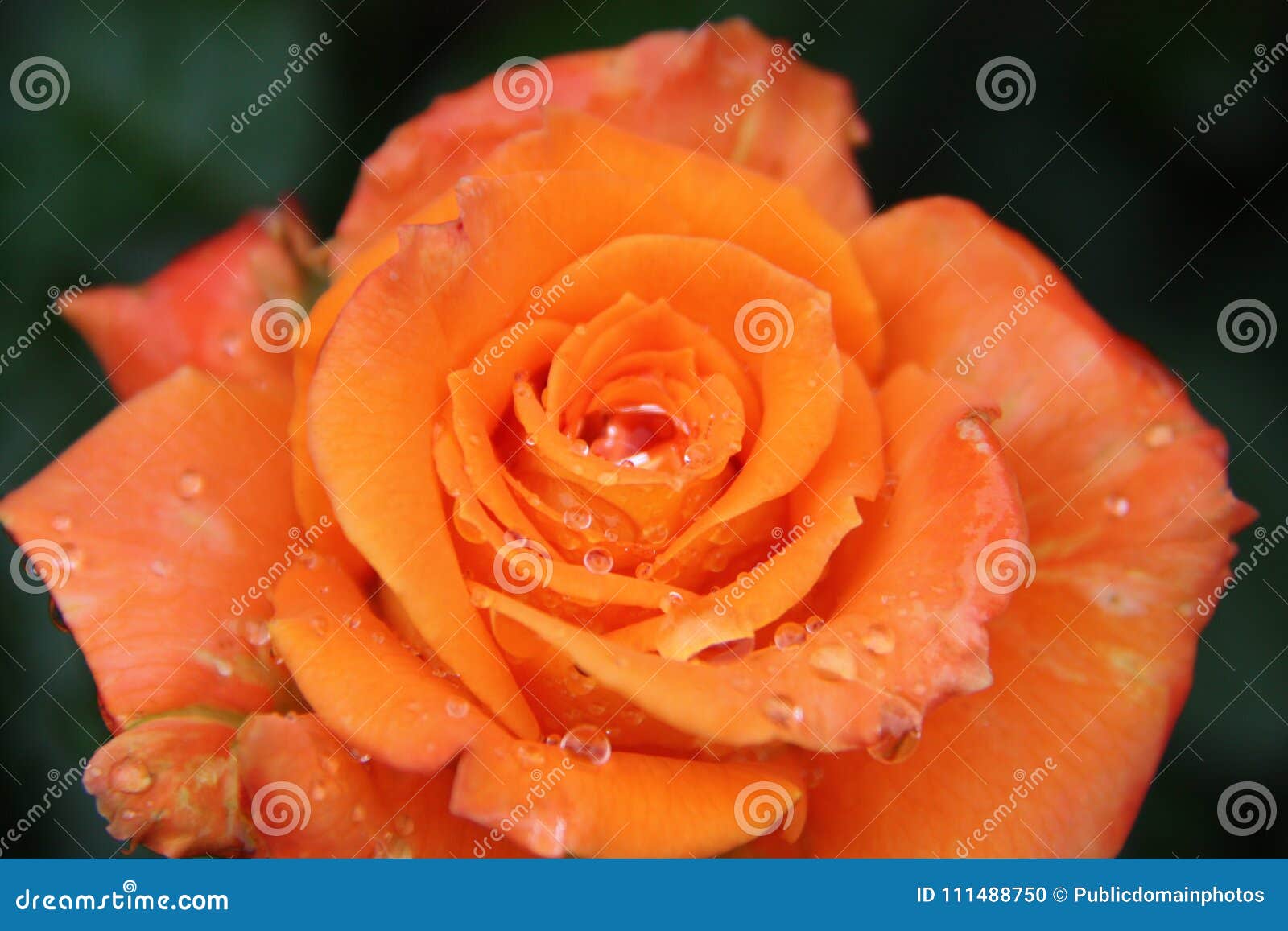 Orange, Rose, Garden Roses, Flower Picture. Image: 111488750