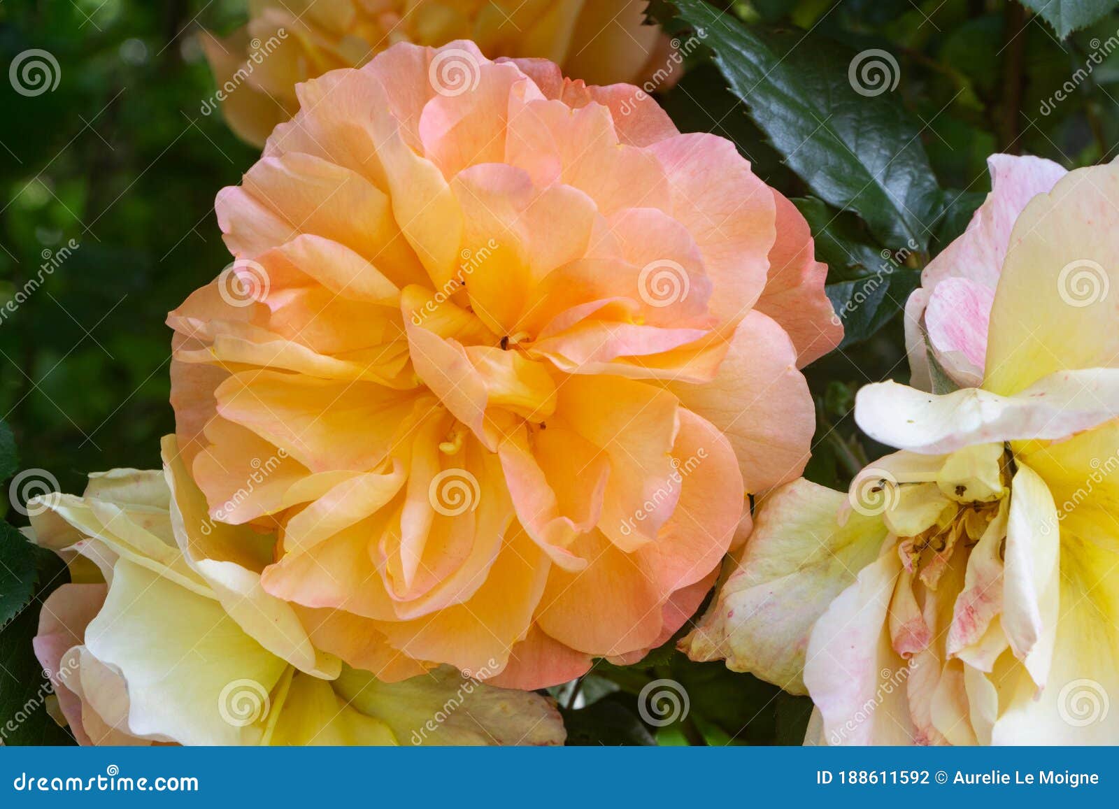 Orange rose in a garden stock photo. Image of gardening - 188611592