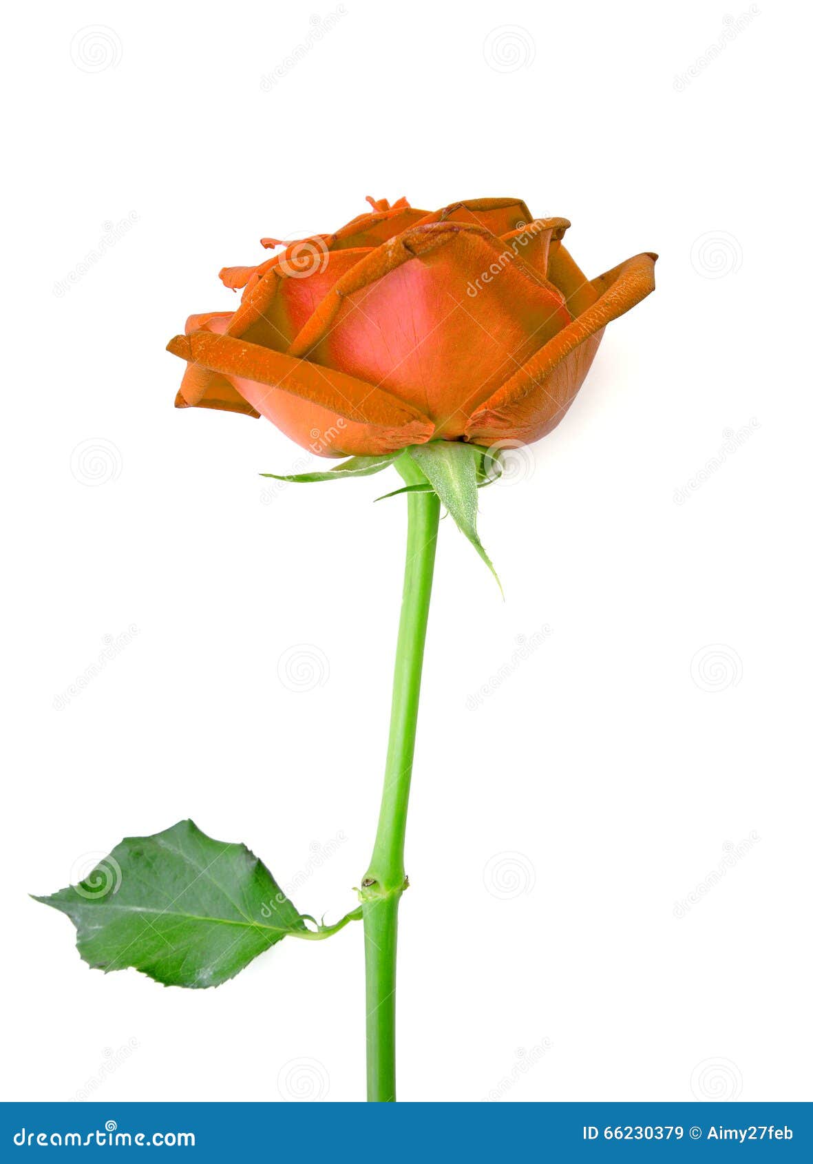 Orange Rose Isolated on White Background Stock Image - Image of nature ...