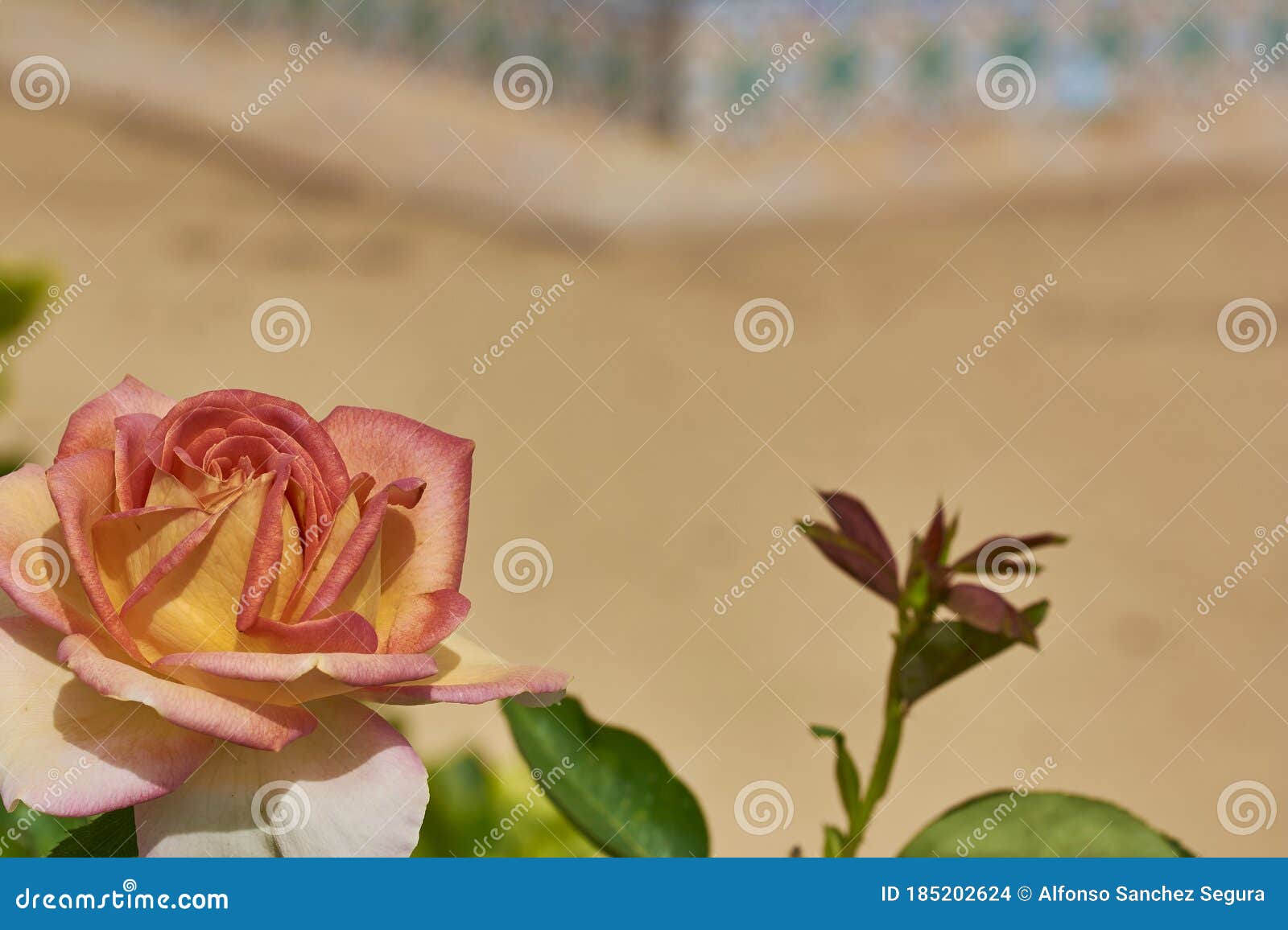 Orange Rose with Negative Space in the Background Stock Photo - Image ...
