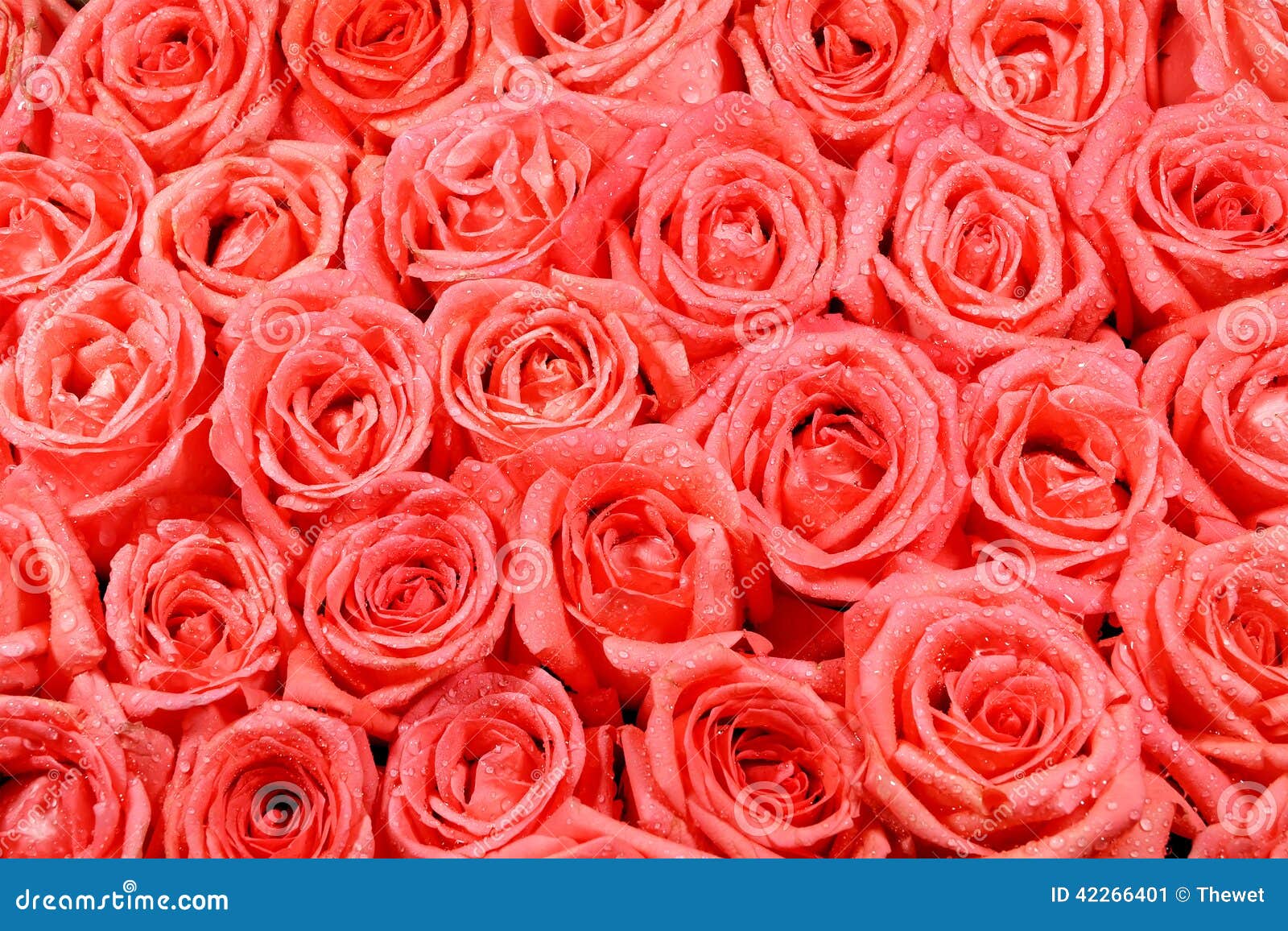 Orange rose pattern stock image. Image of texture, flower - 42266401