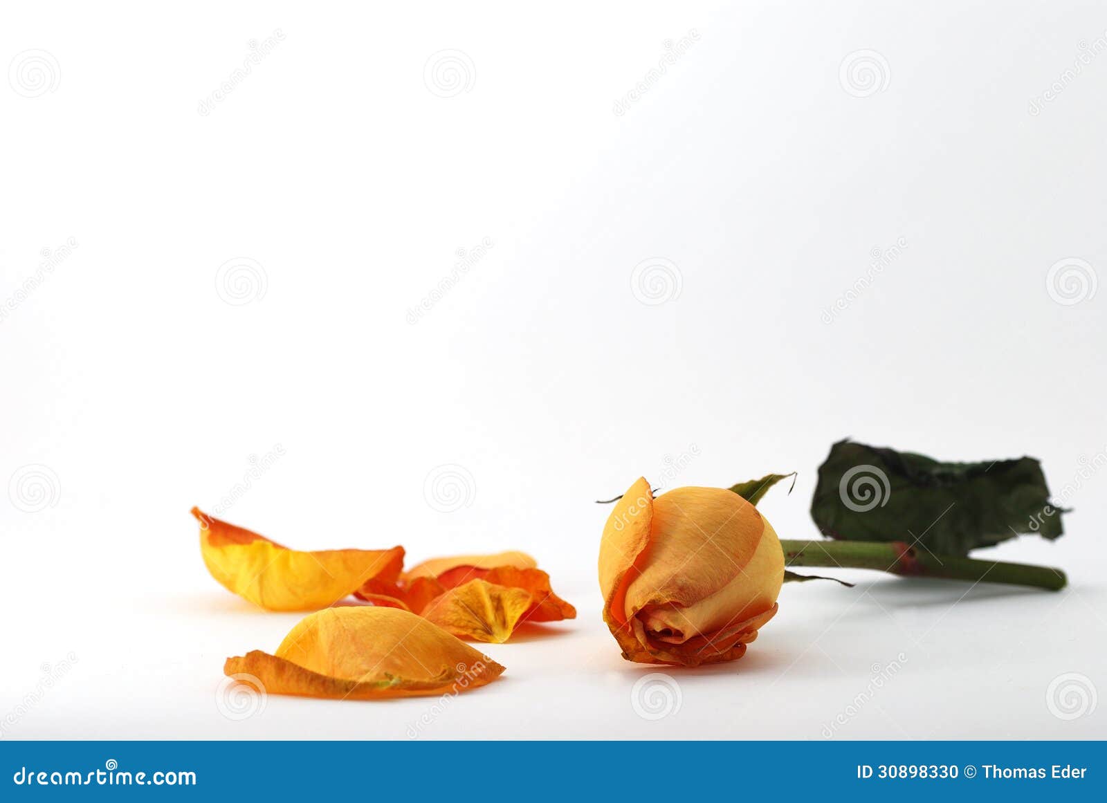 Orange rose with petals stock photo. Image of plant, fresh - 30898330