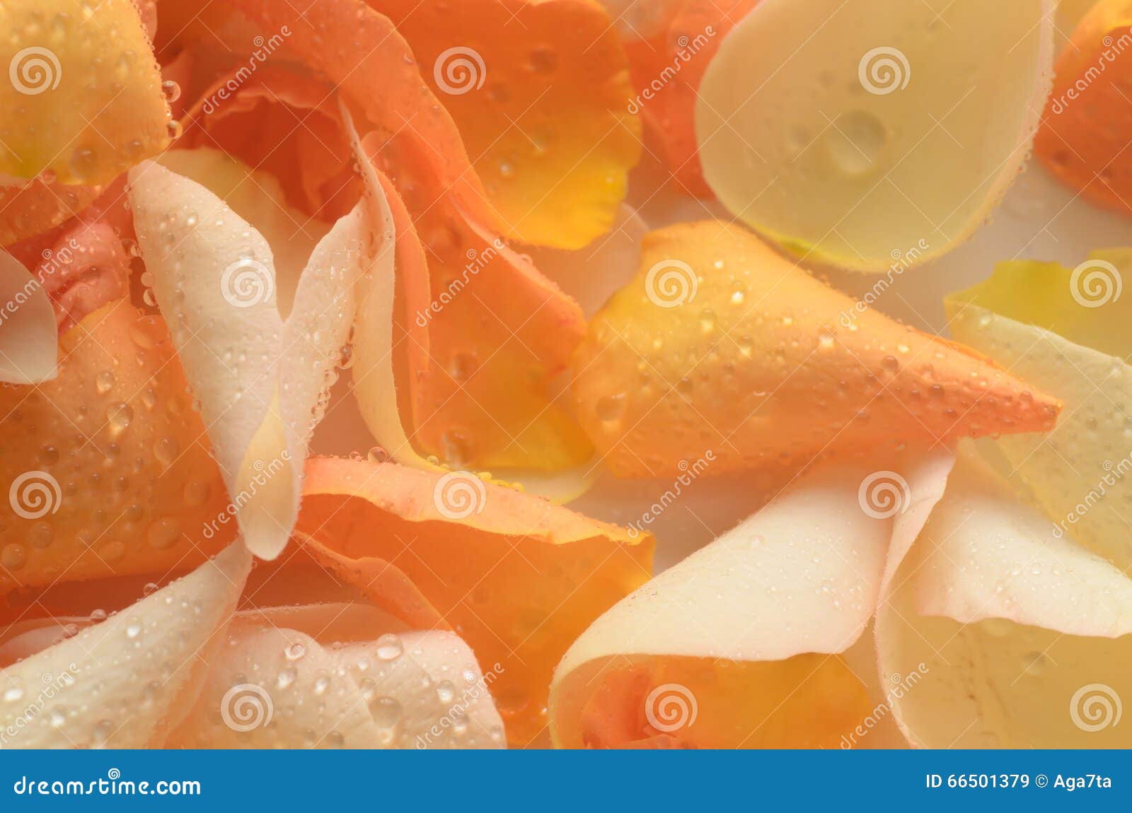 Orange rose petals stock image. Image of bloom, fragility - 66501379