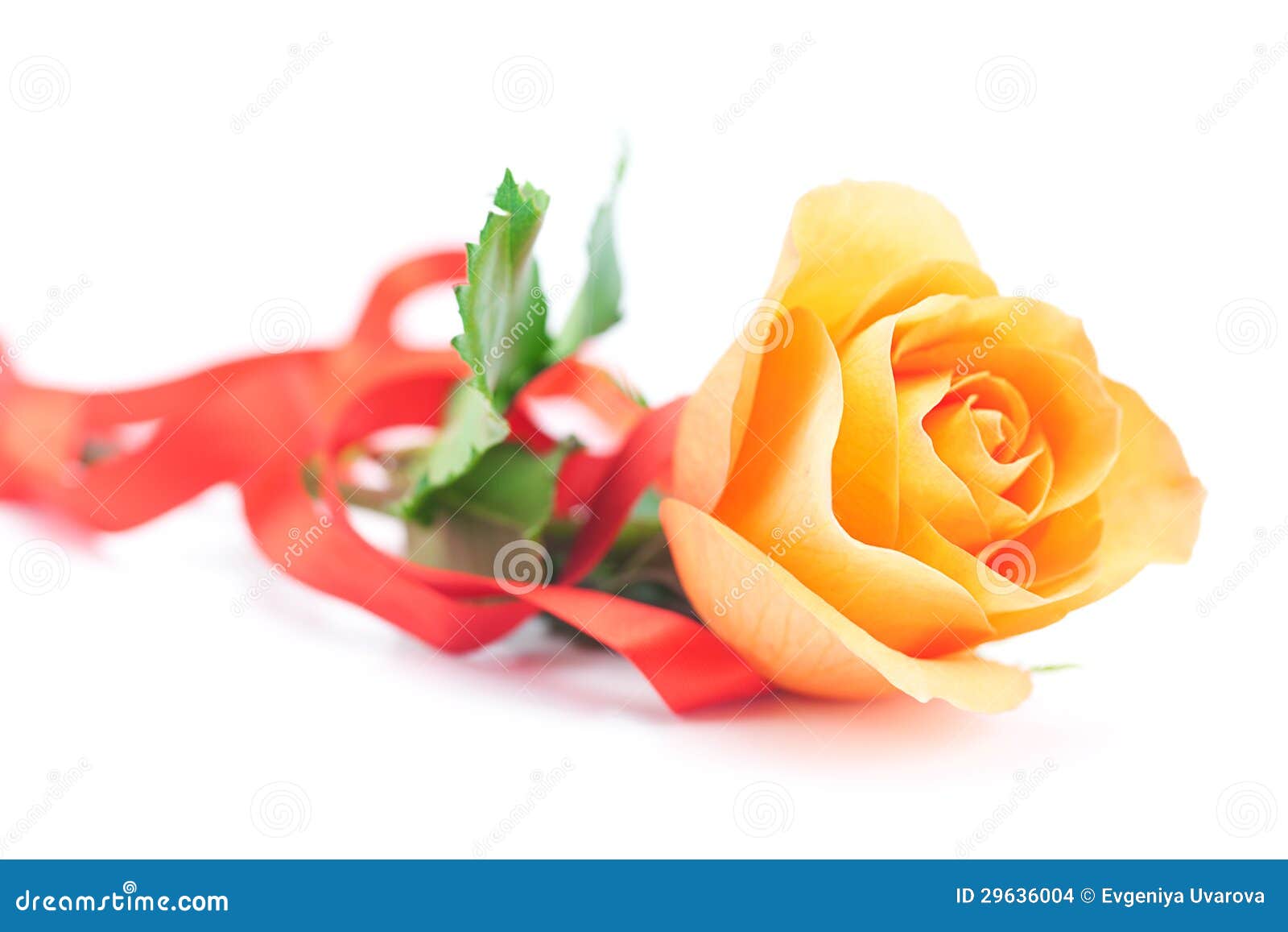 Orange Rose with Red Ribbon Stock Photo - Image of color, flower: 29636004