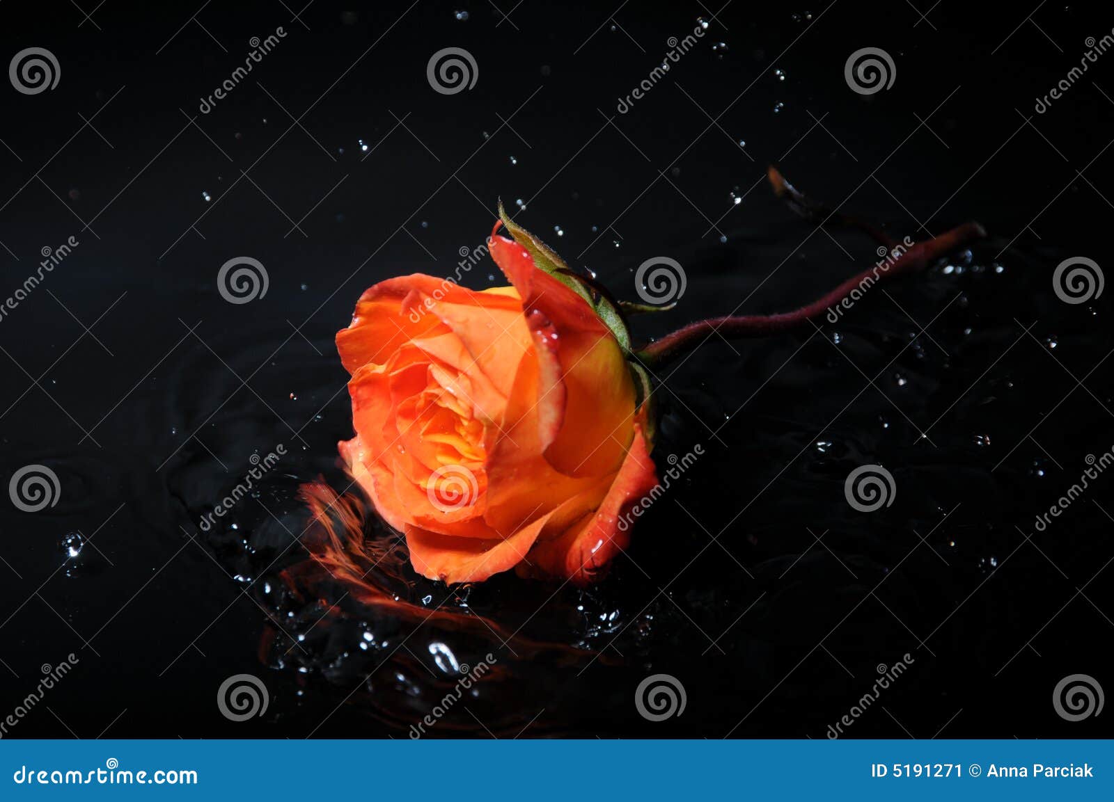 Orange rose splash stock image. Image of closeup, delicate - 5191271