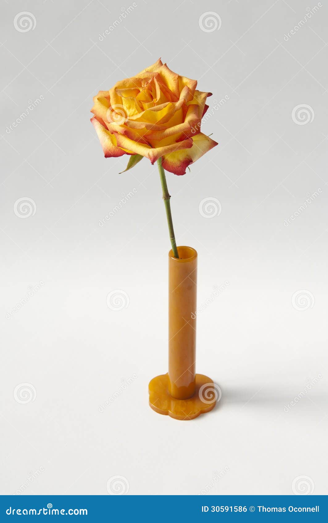 Orange rose stem in vase stock photo. Image of landscape - 30591586