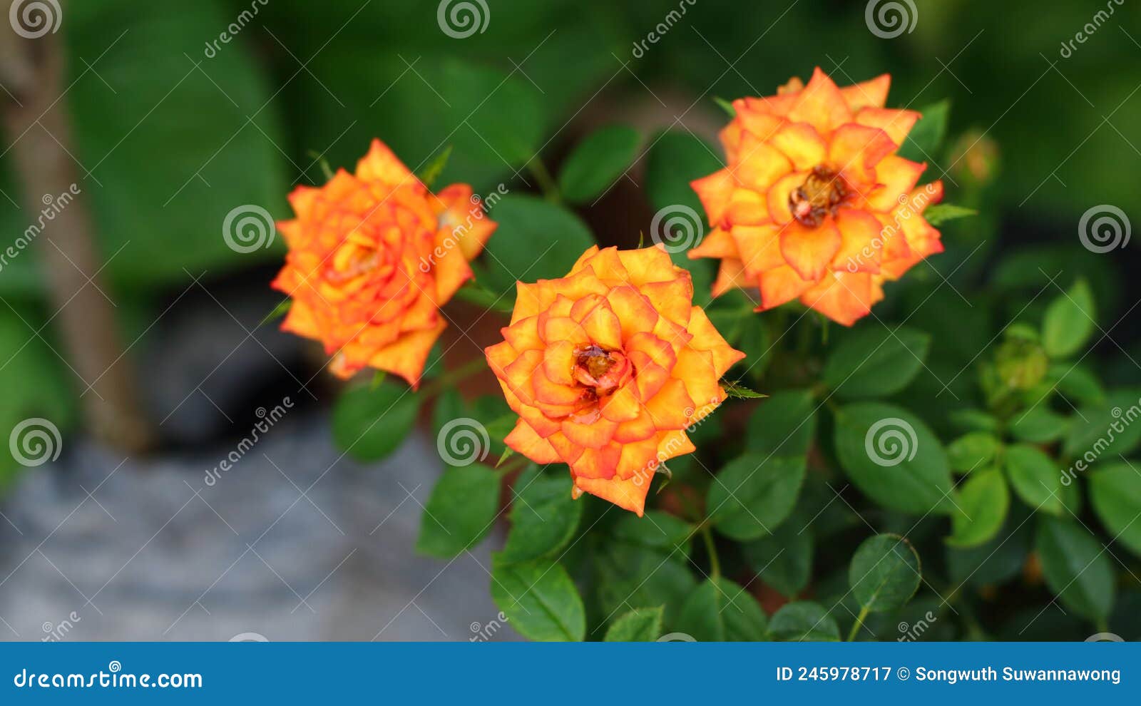 Orange rose on the tree stock image. Image of rose, plant - 245978717