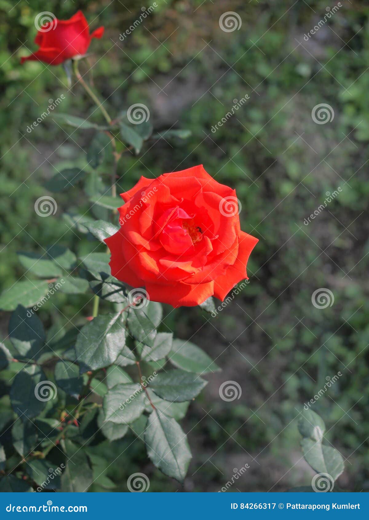 Orange Rose / Tropical Rose Garden Stock Image - Image of garden, color ...