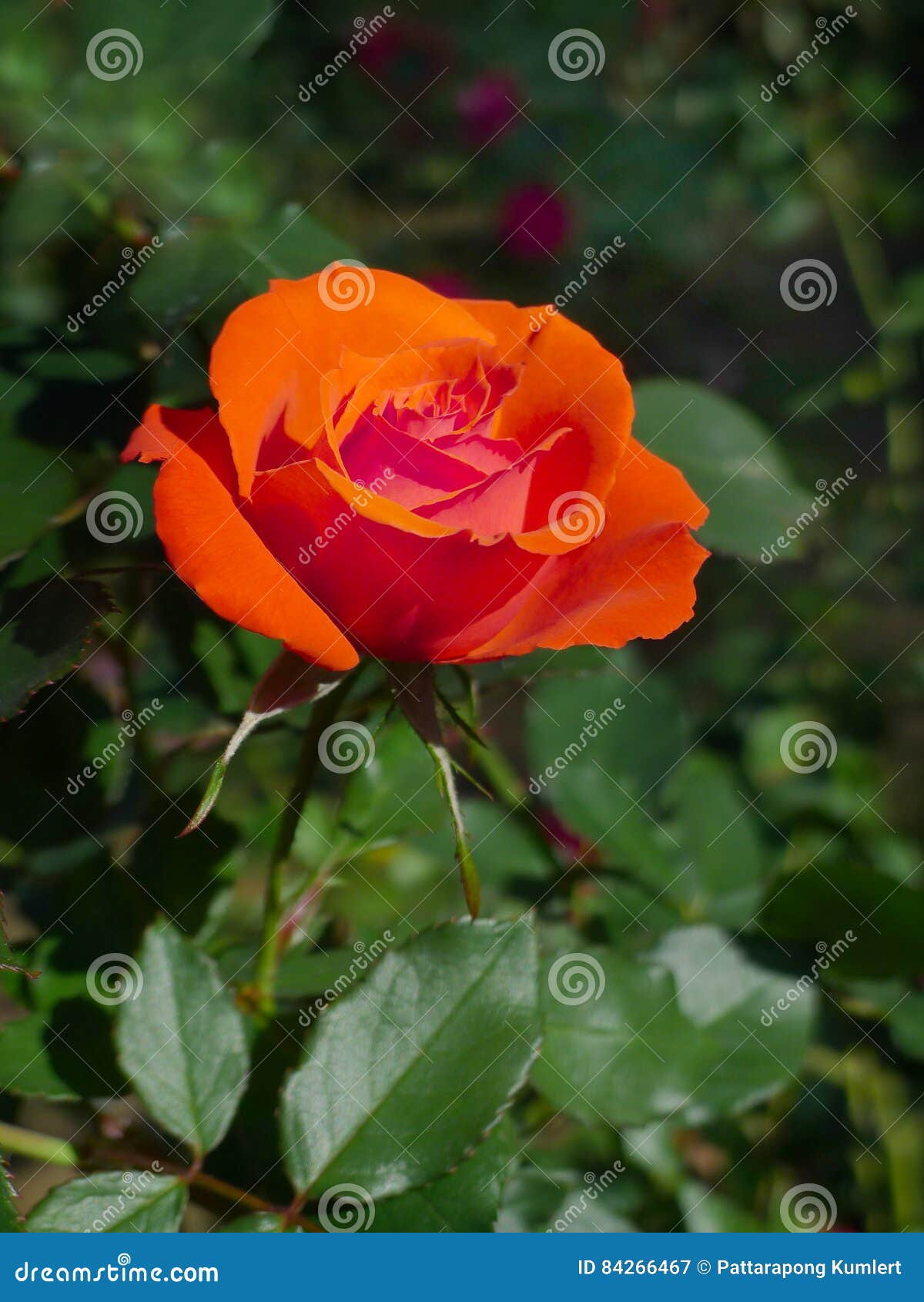 Orange Rose / Tropical Rose Garden Stock Image - Image of natural ...