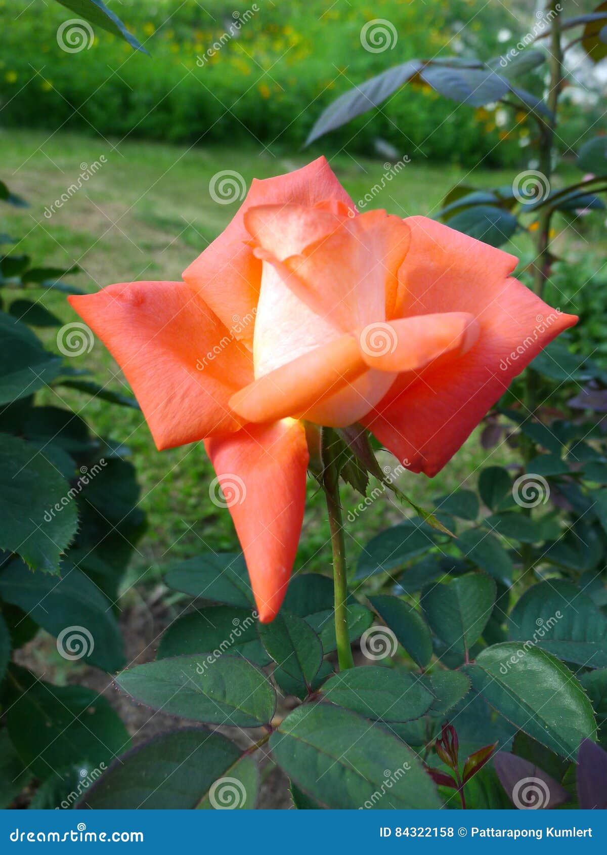 Orange Rose / Tropical Rose Garden Stock Photo - Image of bunch, floral ...