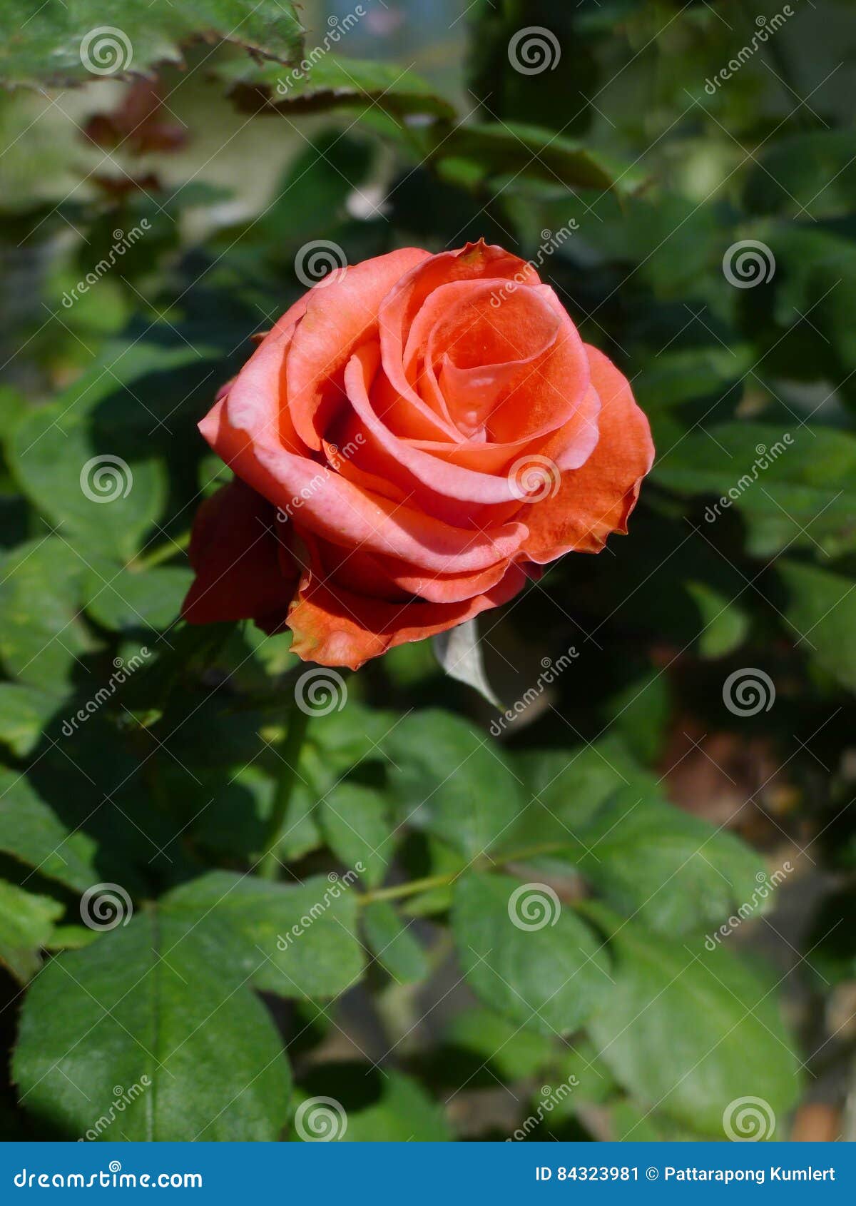 Orange Rose / Tropical Rose Garden Stock Image - Image of rose, plant ...