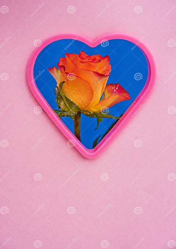 Orange rose for true love stock image. Image of pink - 38173913
