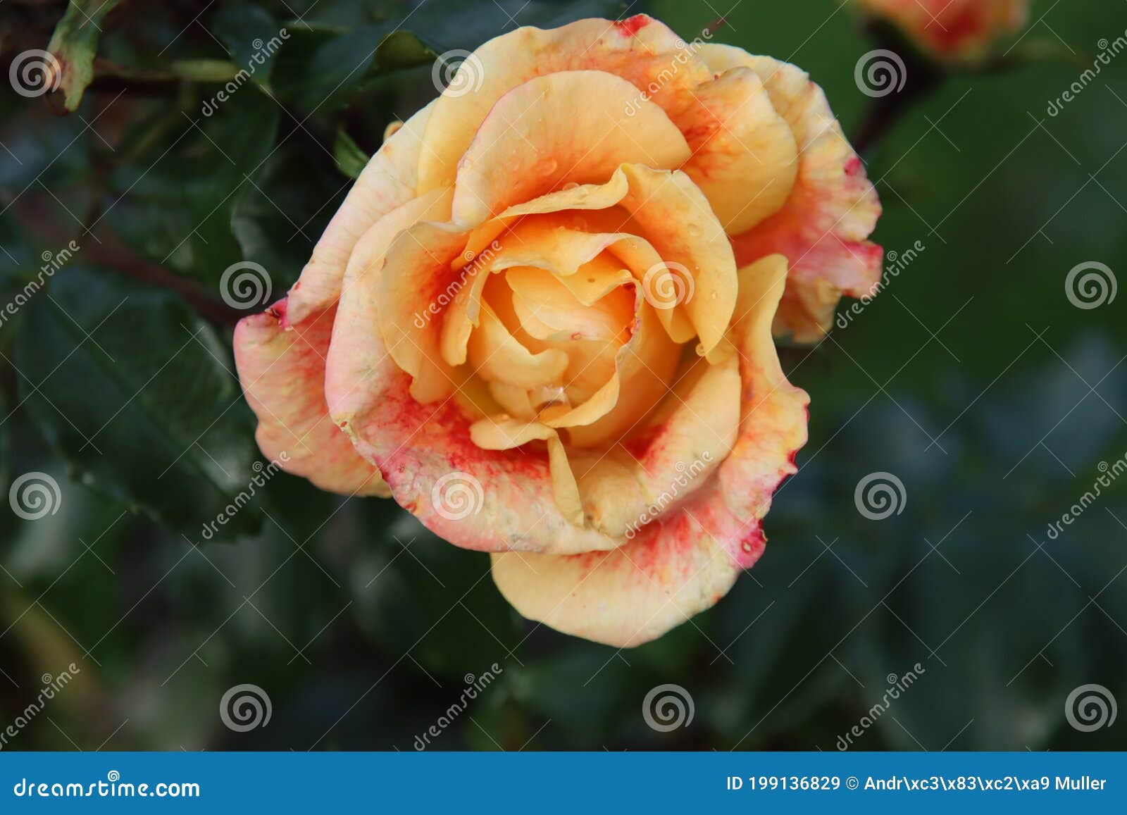 Orange Rose Type Sirius in the Rosarium in Boskoop in the Rosarium in ...