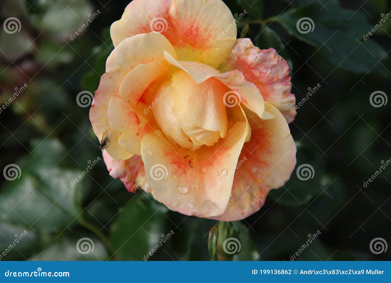 Orange Rose Type Sirius in the Rosarium in Boskoop in the Rosarium in ...