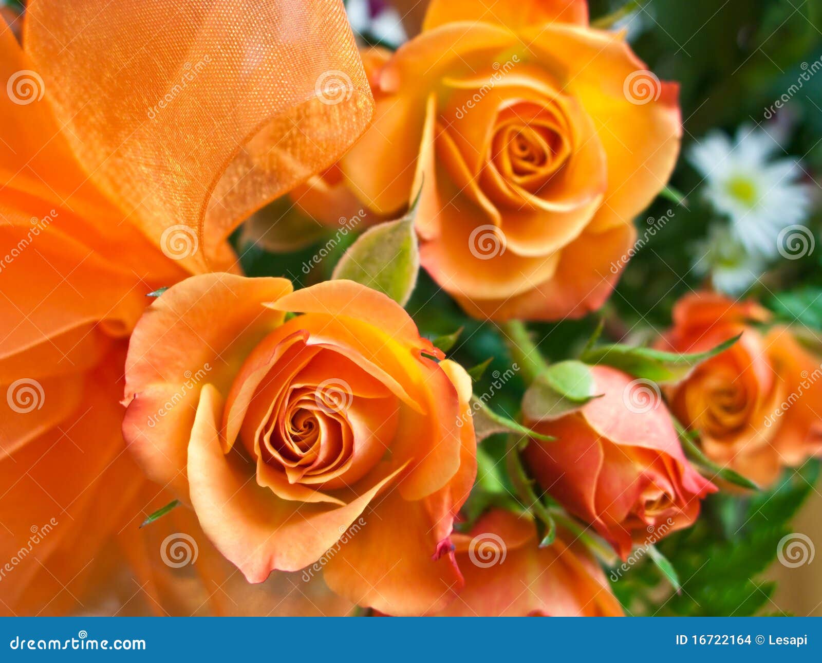 Orange Rosen stockfoto. Bild von fall, blumenblatt, hell - 16722164