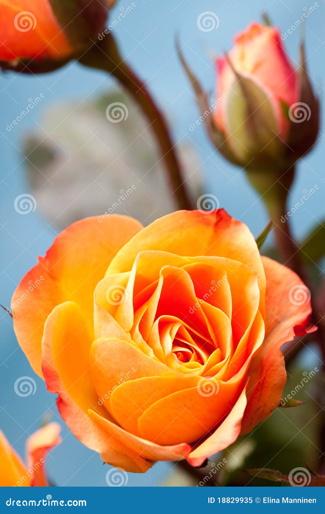 Orange Rosen stockbild. Bild von schön, orange, betrieb - 18829935