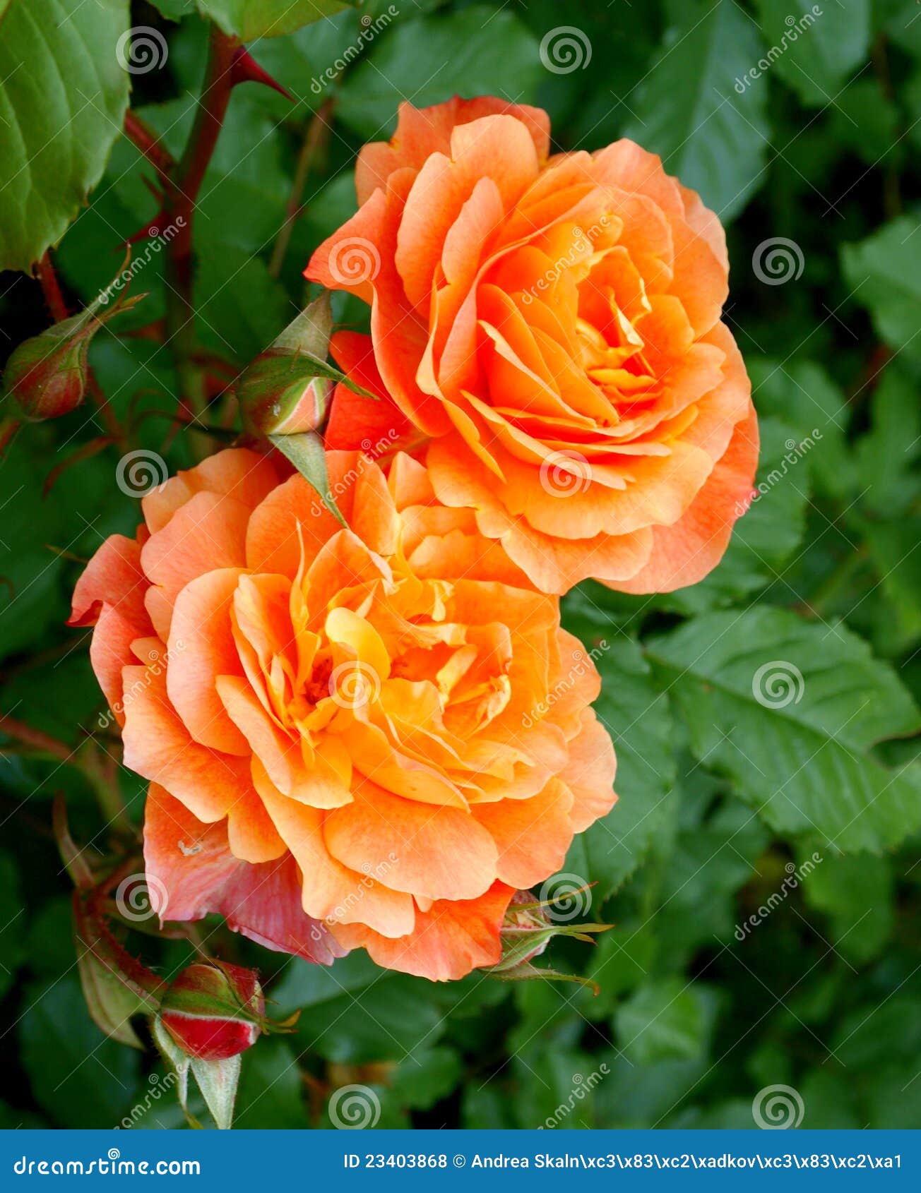 Orange Rosen stockfoto. Bild von sommer, botanik, romantisch - 23403868