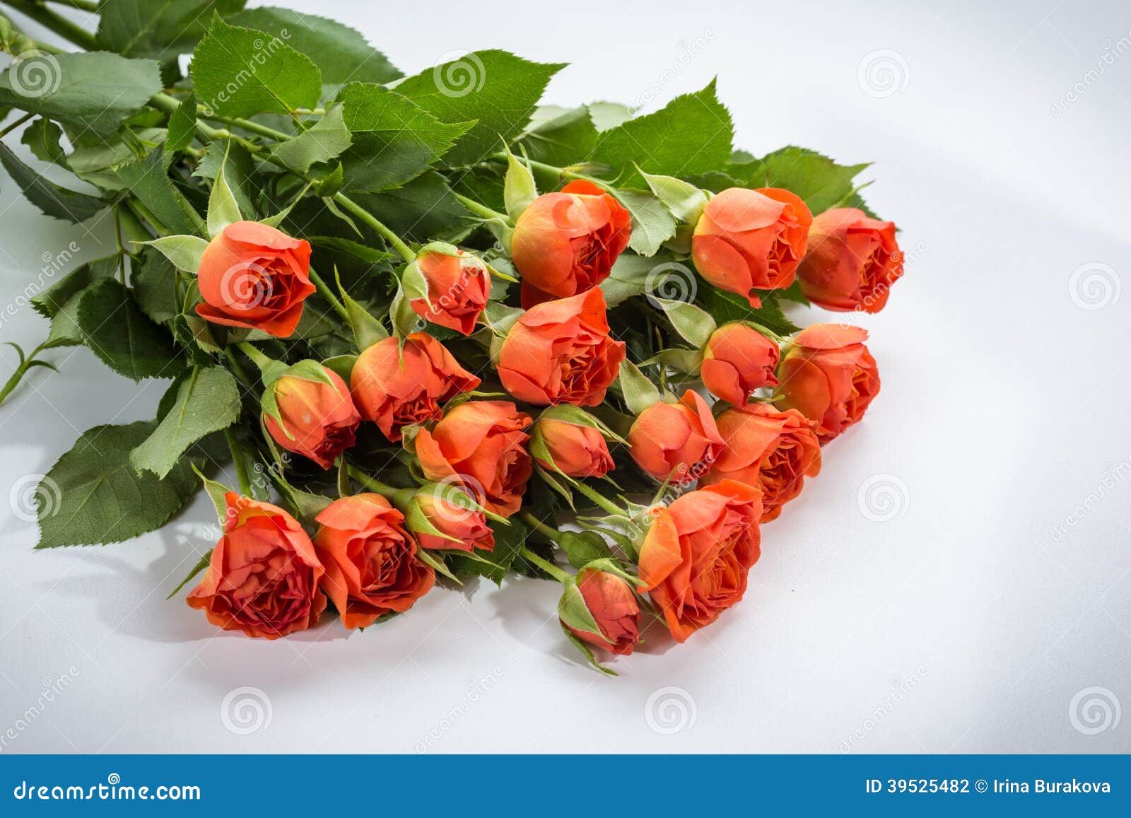 Orange Rosen stockfoto. Bild von blumen, orange, tabelle - 39525482