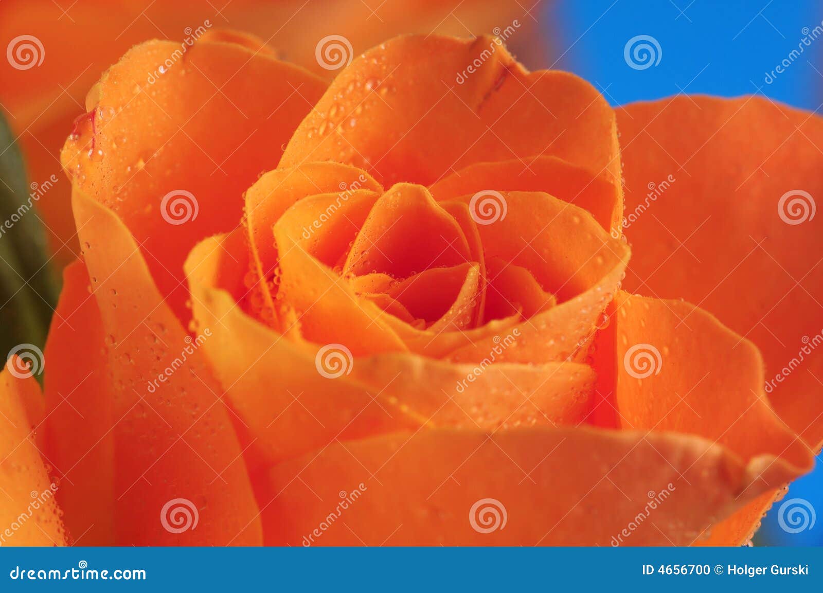 Orange Rosen stockfoto. Bild von romantisch, weich, falten - 4656700