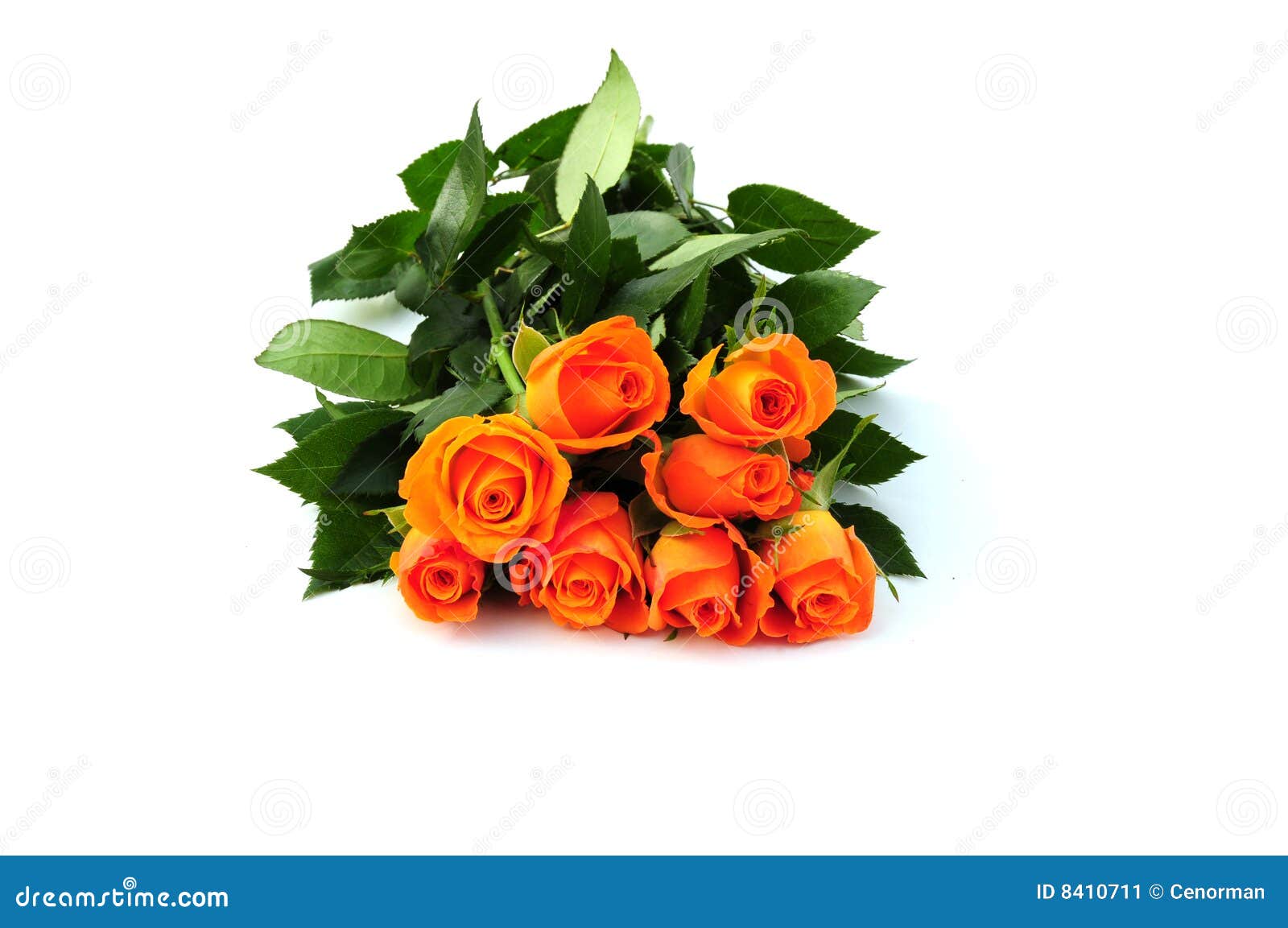 Orange Rosen stockbild. Bild von orange, blumen, geschenk - 8410711
