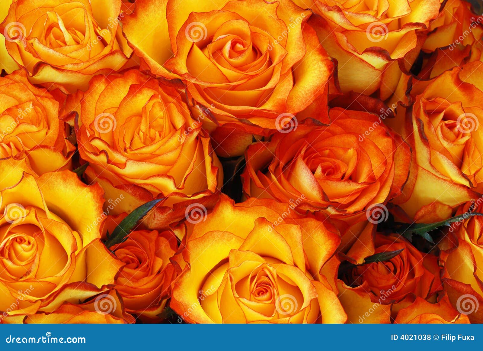 Orange roses stock photo. Image of holiday, green, love - 4021038
