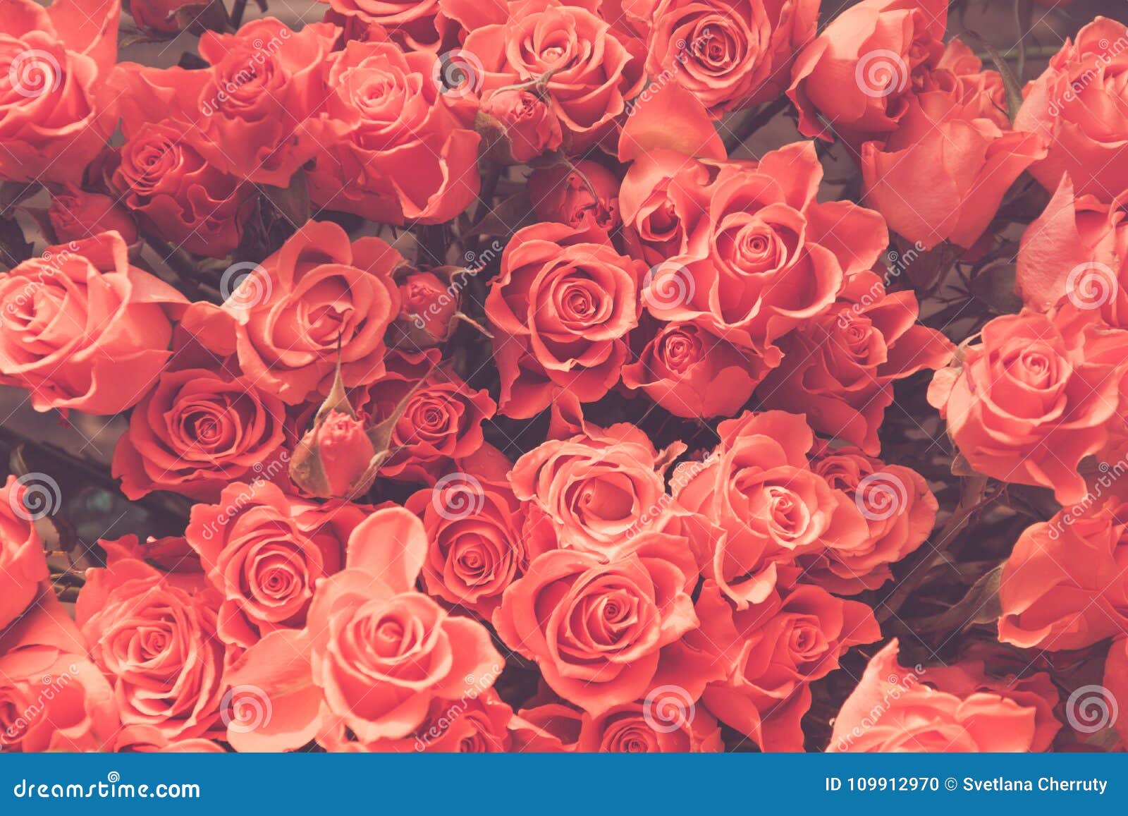 Orange Roses As Background. Spring Pattern Stock Photo - Image of fresh ...