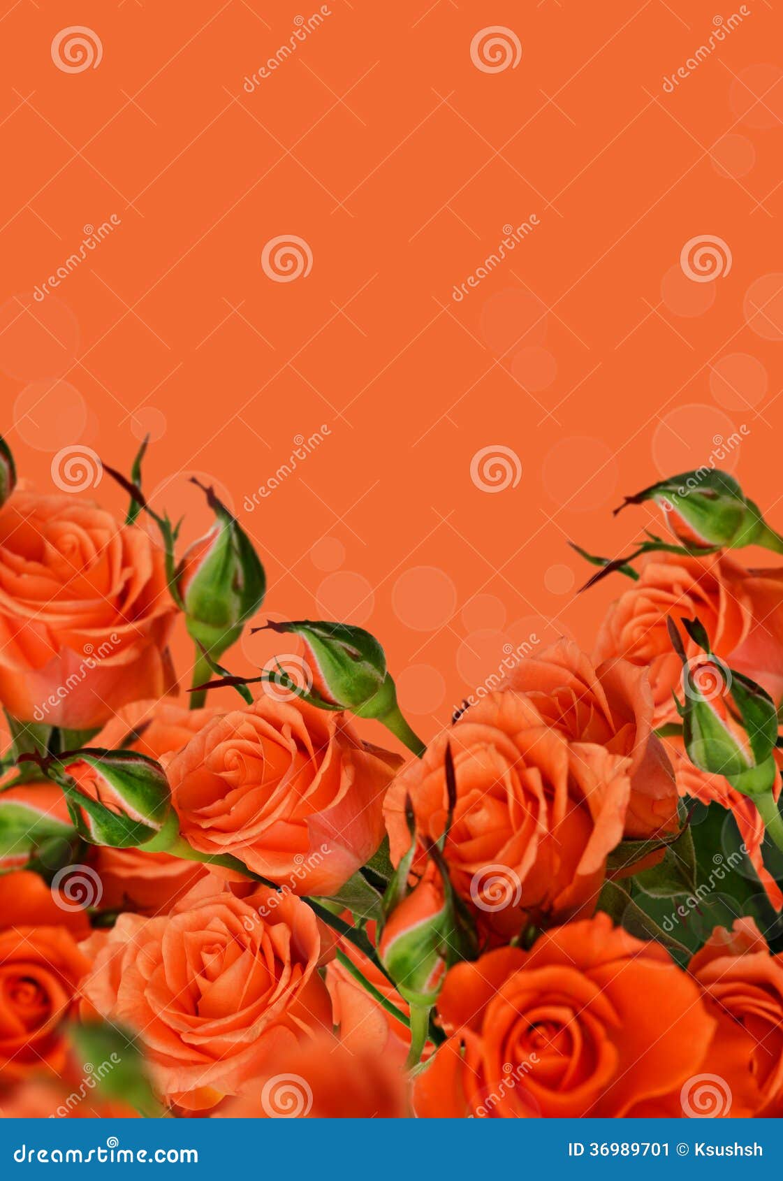 Orange roses stock image. Image of corner, background - 36989701
