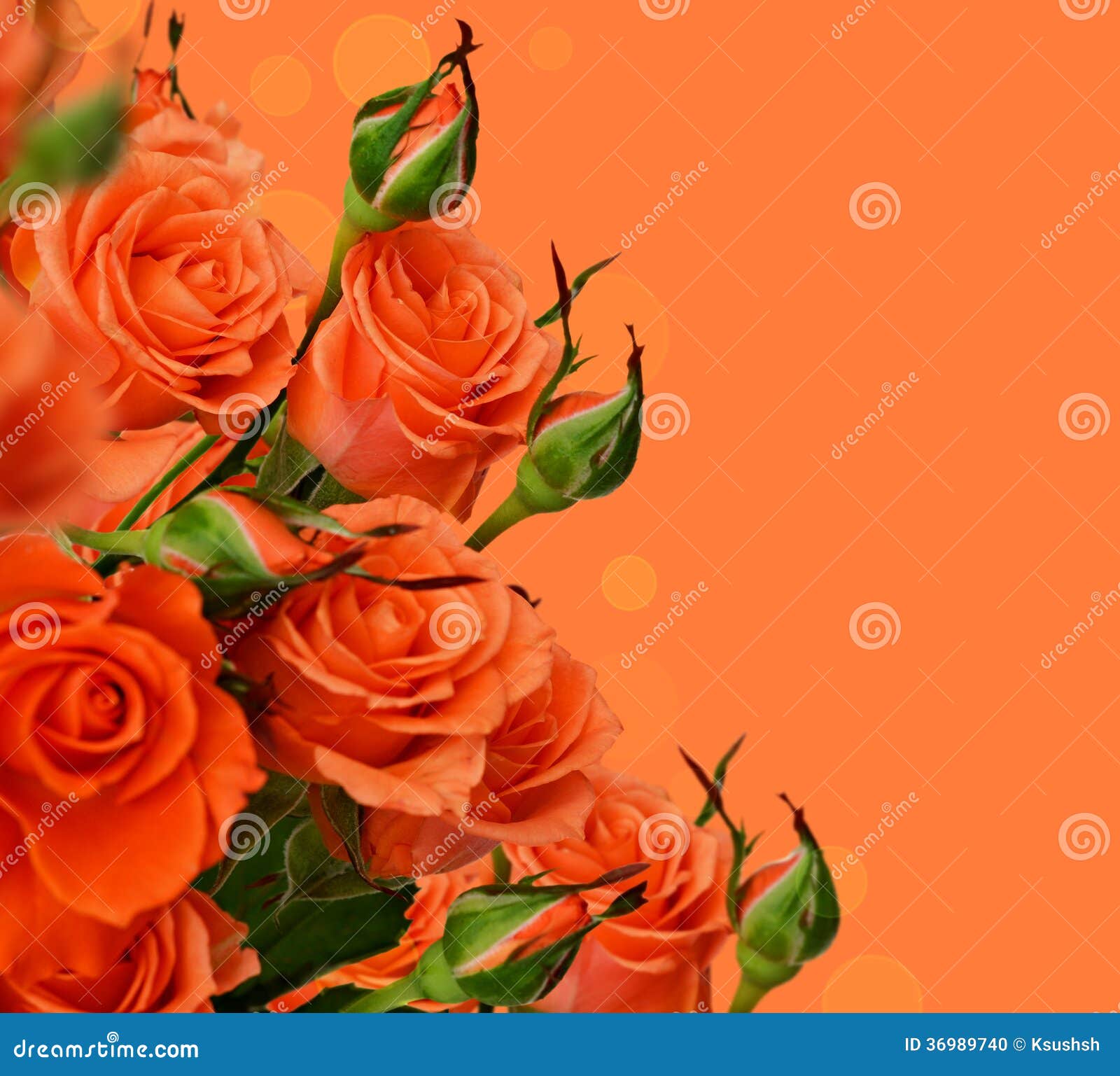 Orange roses stock photo. Image of orange, bouquet, plants - 36989740