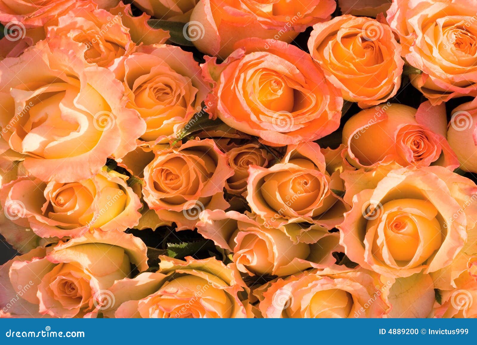 Orange roses background stock photo. Image of color, holiday - 4889200