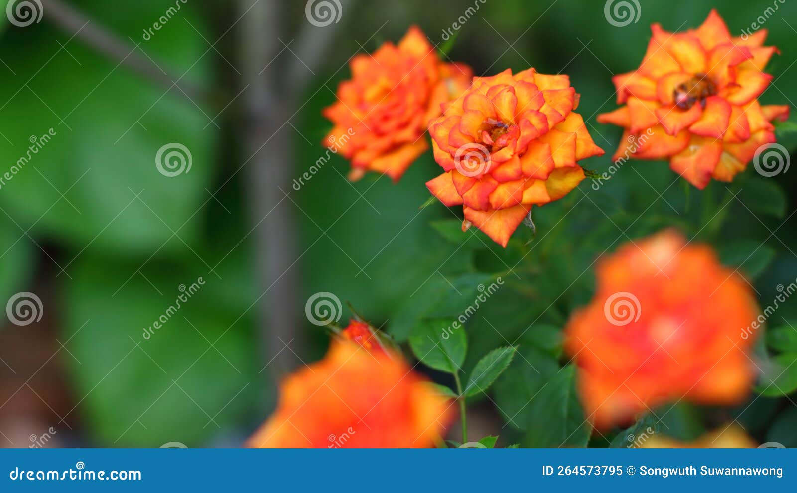 Orange Roses are Blooming on the Rose Tree. Stock Image - Image of ...