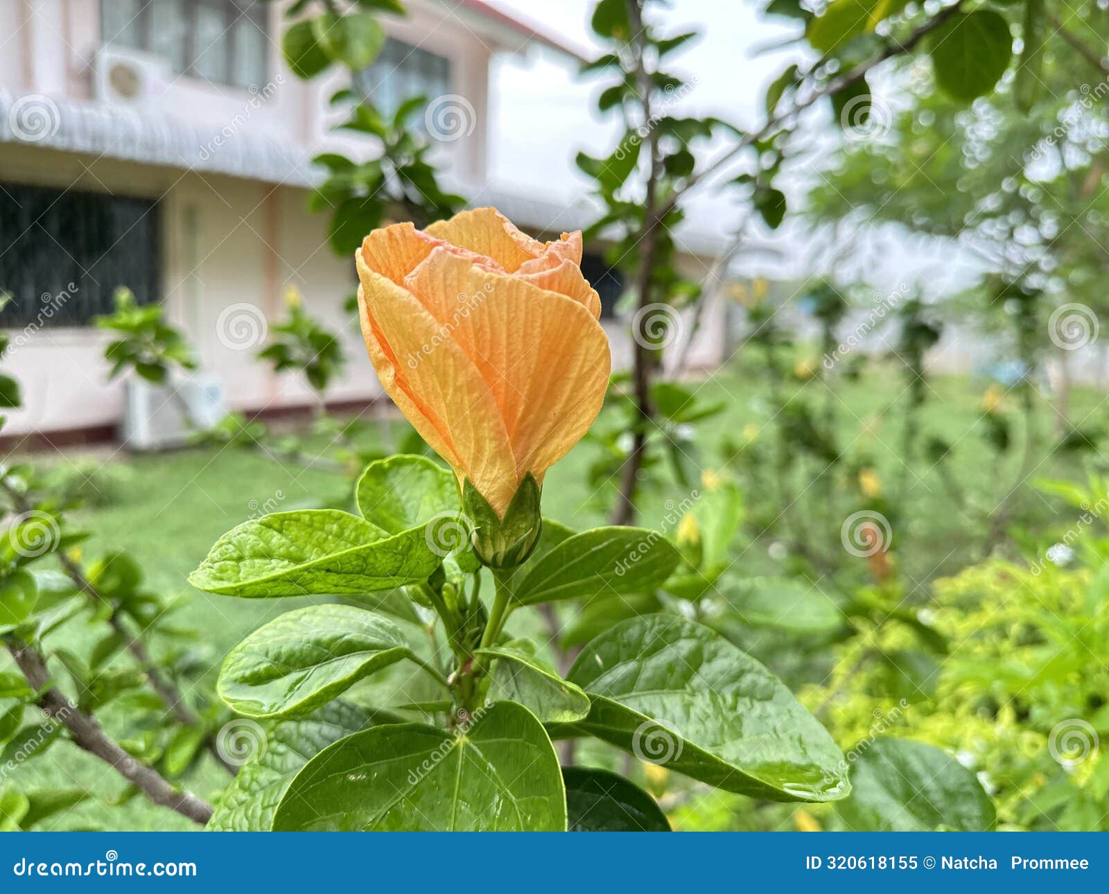 Orange Roses are Blooming from the Tree. Stock Image - Image of flower ...
