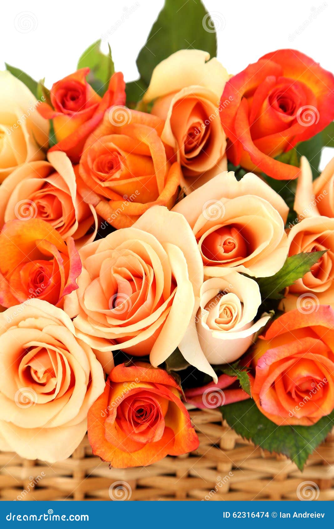 Orange roses stock photo. Image of beauty, marriage, celebration - 62316474