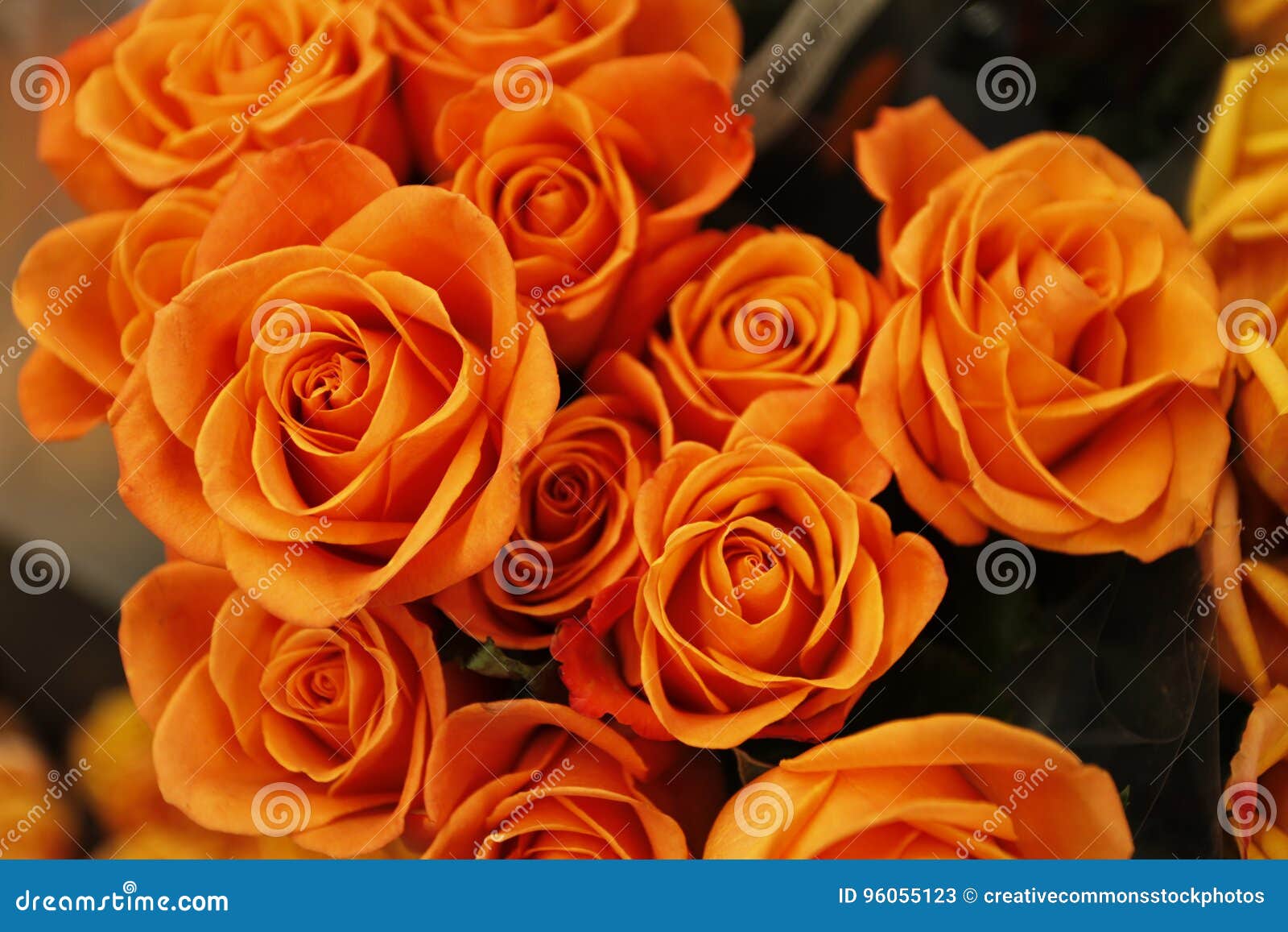 Orange Roses Picture. Image: 96055123