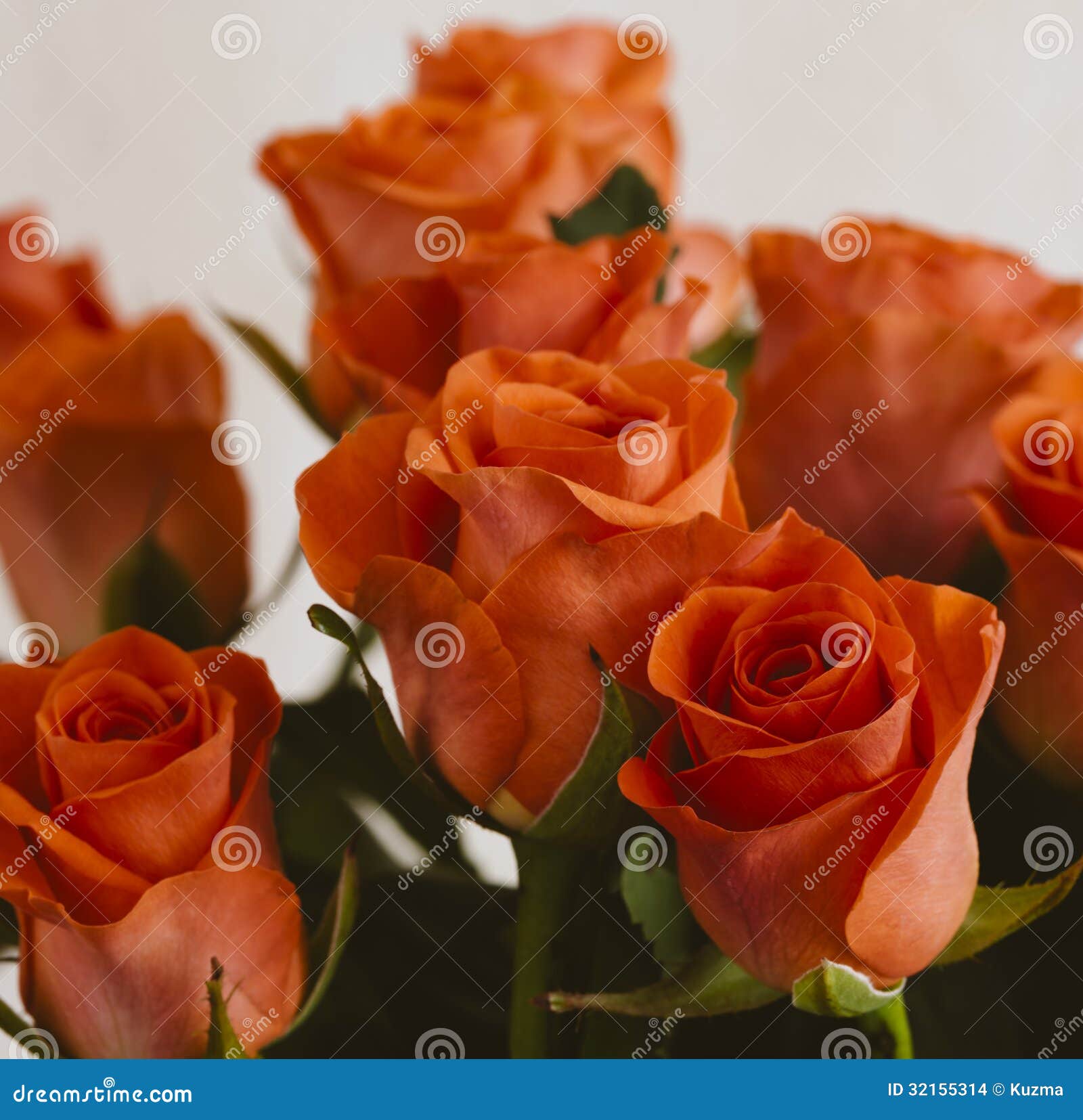 Orange Roses stock photo. Image of nature, orange, arrangement - 32155314
