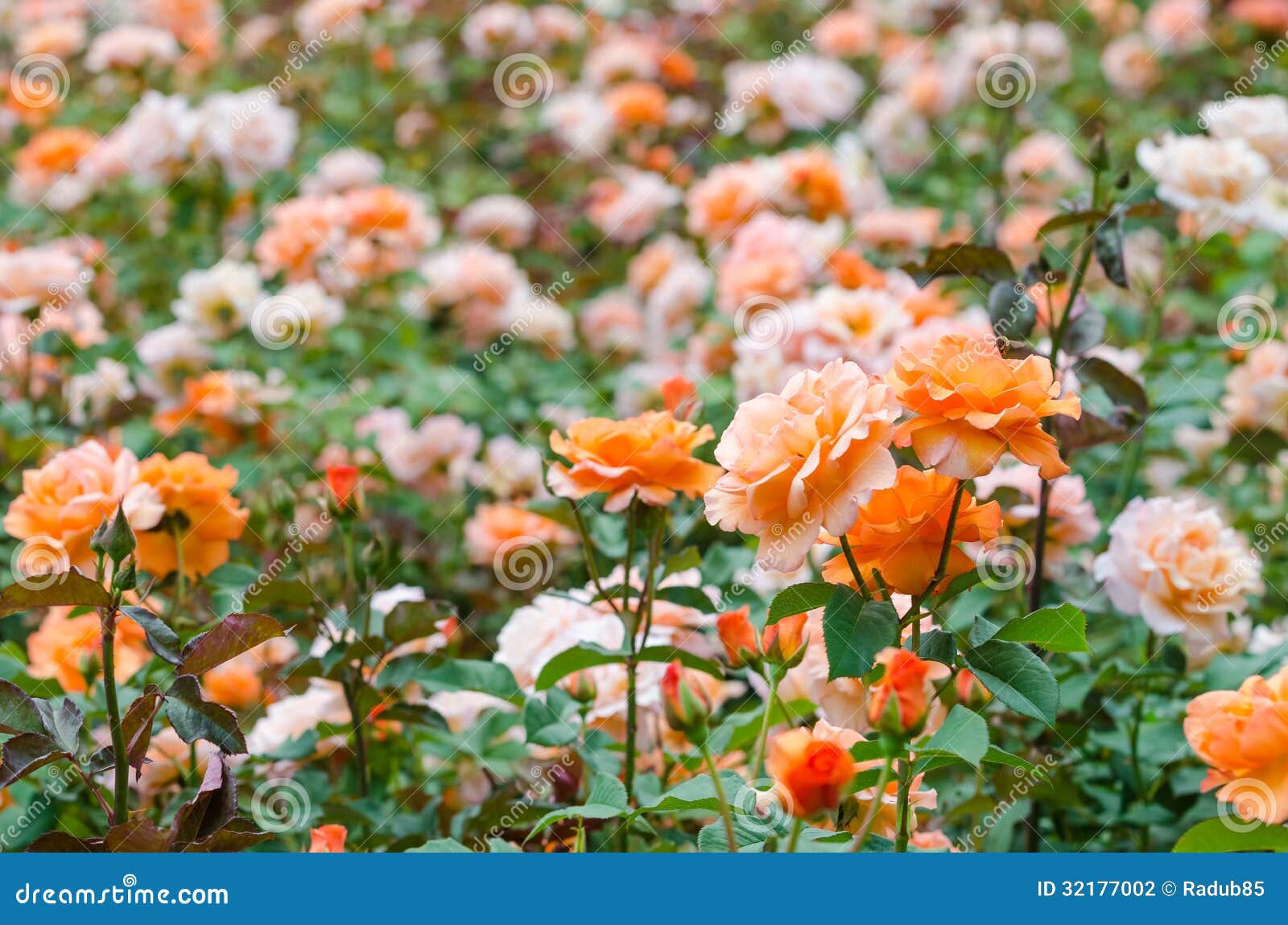 Orange Roses Garden stock photo. Image of beautiful, botany - 32177002