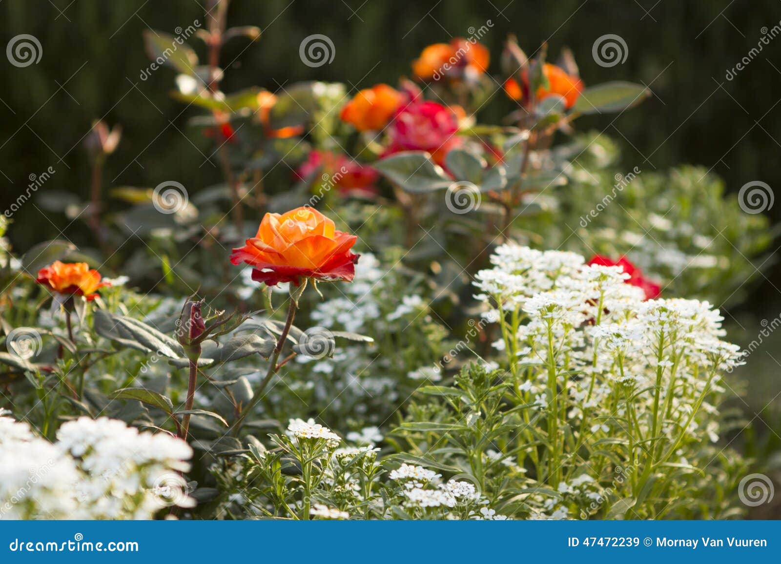 Orange roses in a garden stock image. Image of garden - 47472239