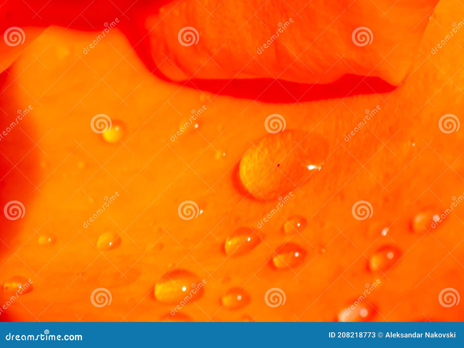 Orange Roses in the Garden with Raindrops Stock Image - Image of flower ...