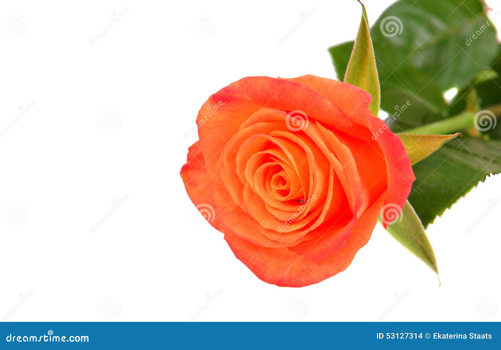 Orange roses stock photo. Image of flower, fragility - 53127314