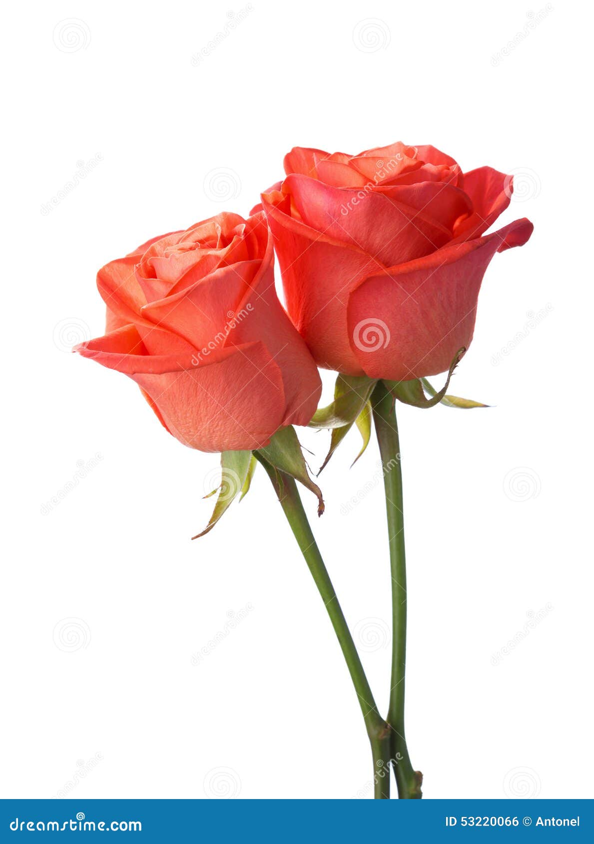 Orange roses stock photo. Image of fresh, pink, background - 53220066