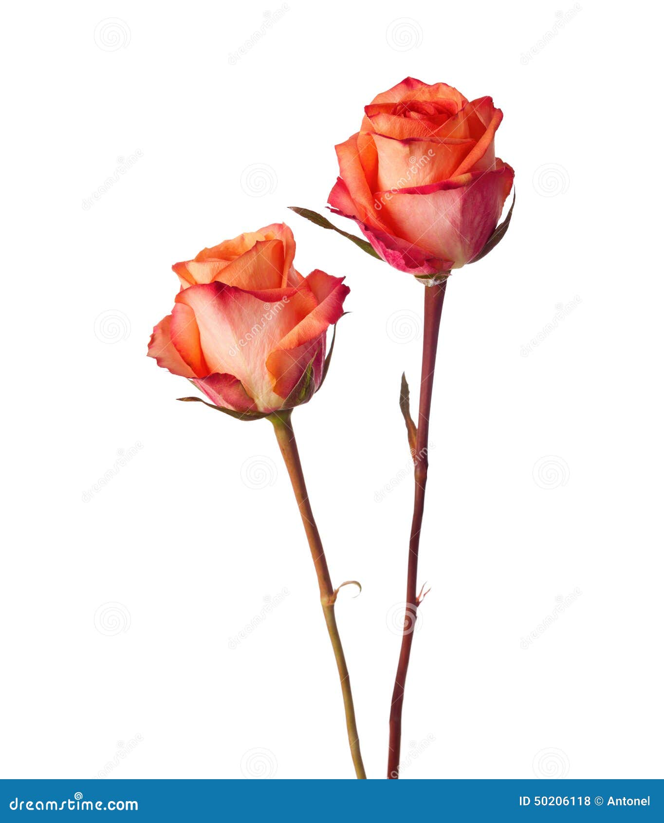 Orange roses stock photo. Image of close, closeup, dark - 50206118